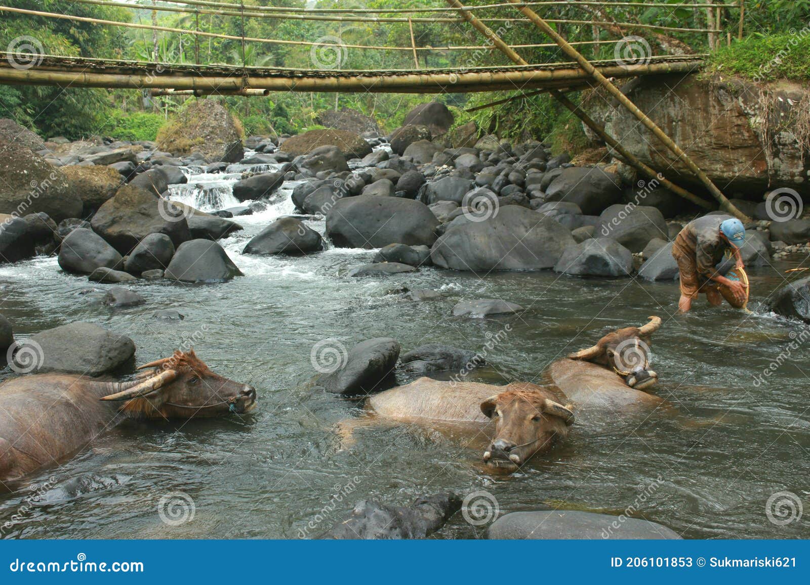 Buffalo Bathing in the River Editorial Stock Photo - Image of rapid ...