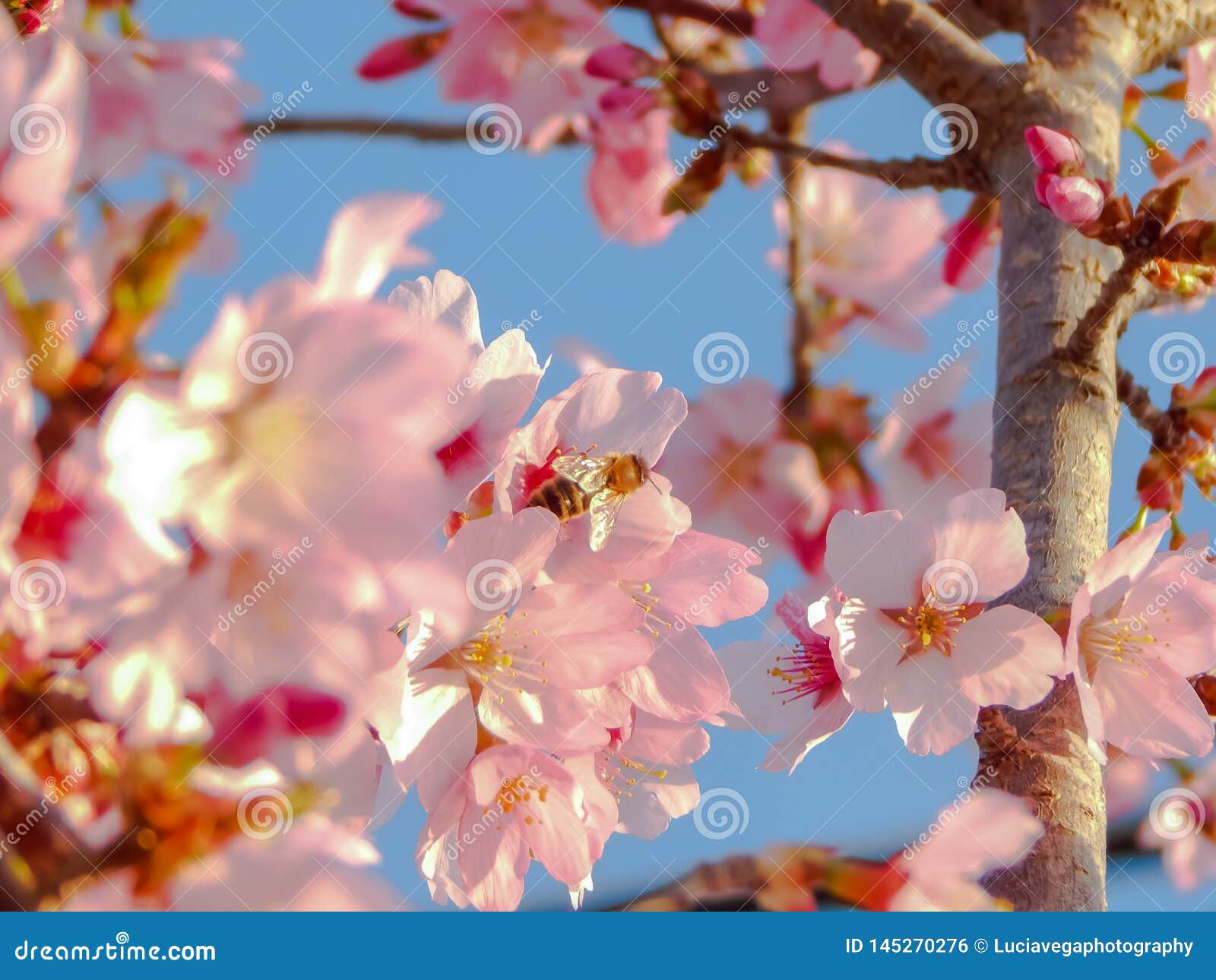 Beautiful Array of Pink Flowers Stock Photo - Image of trees, vibrant ...