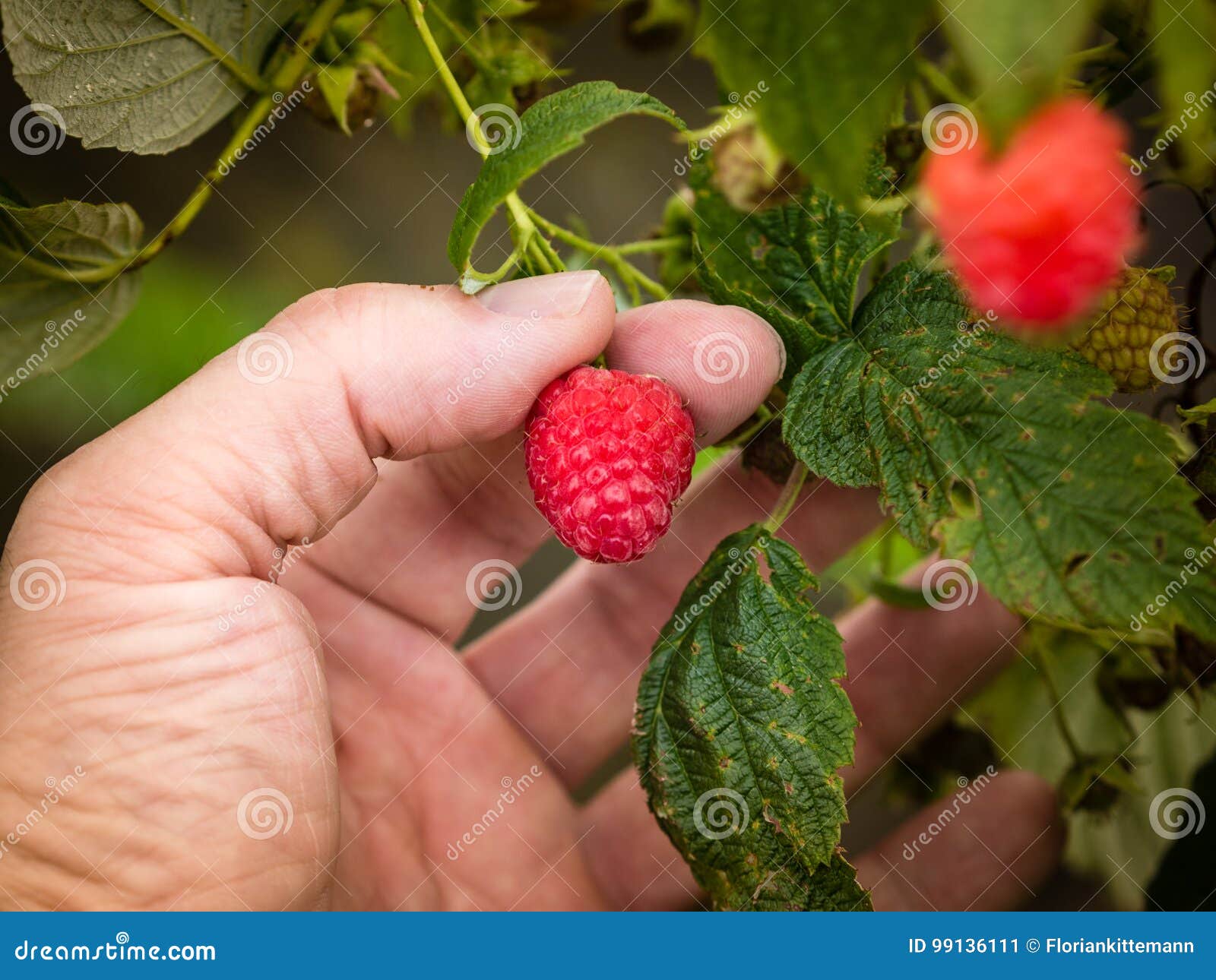 Raspberry picking stock image. Image of edible, antioxidants - 99136111