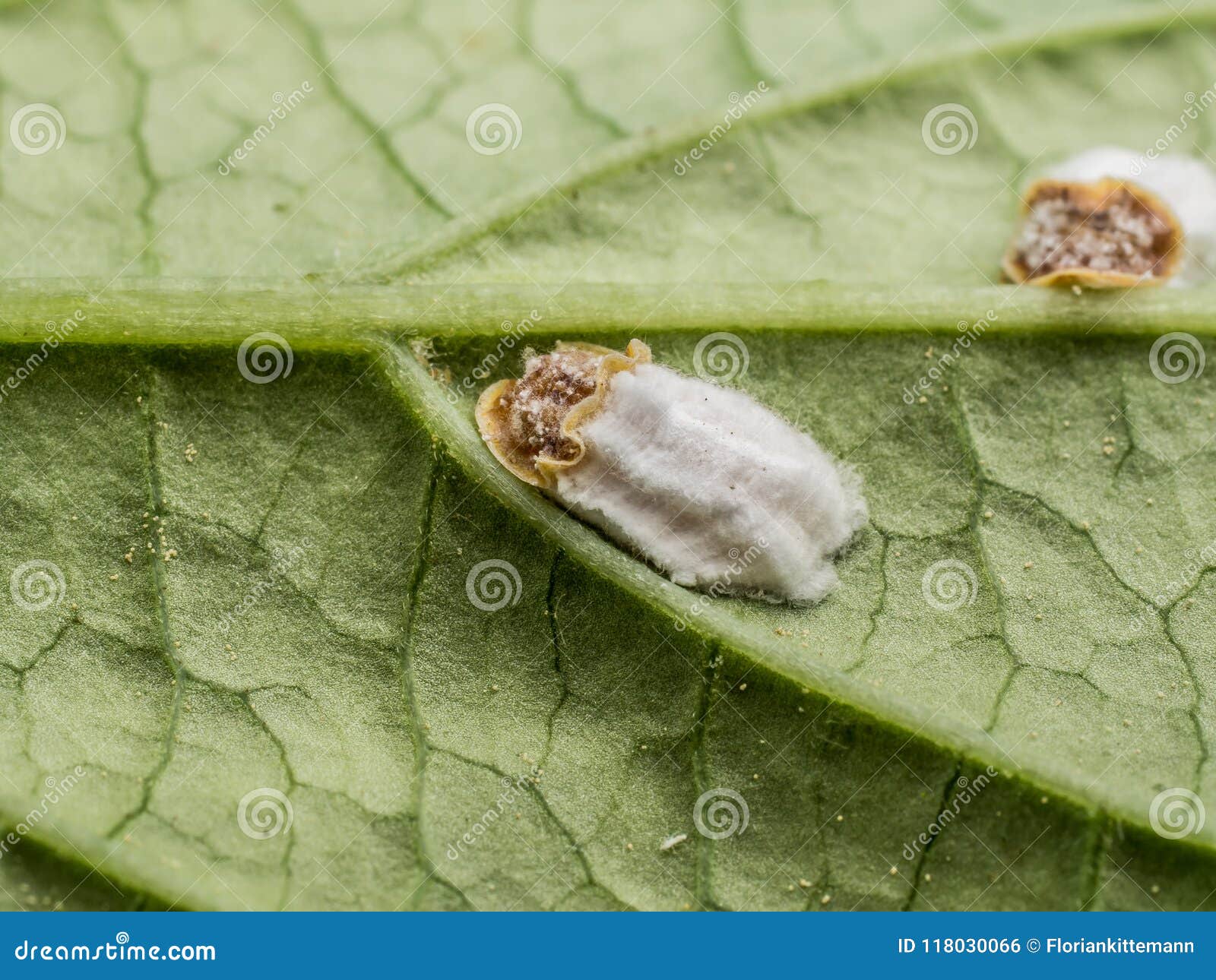 Closeup of Hydrangea Scale Sucking on a Leaf Stock Photo - Image of ...