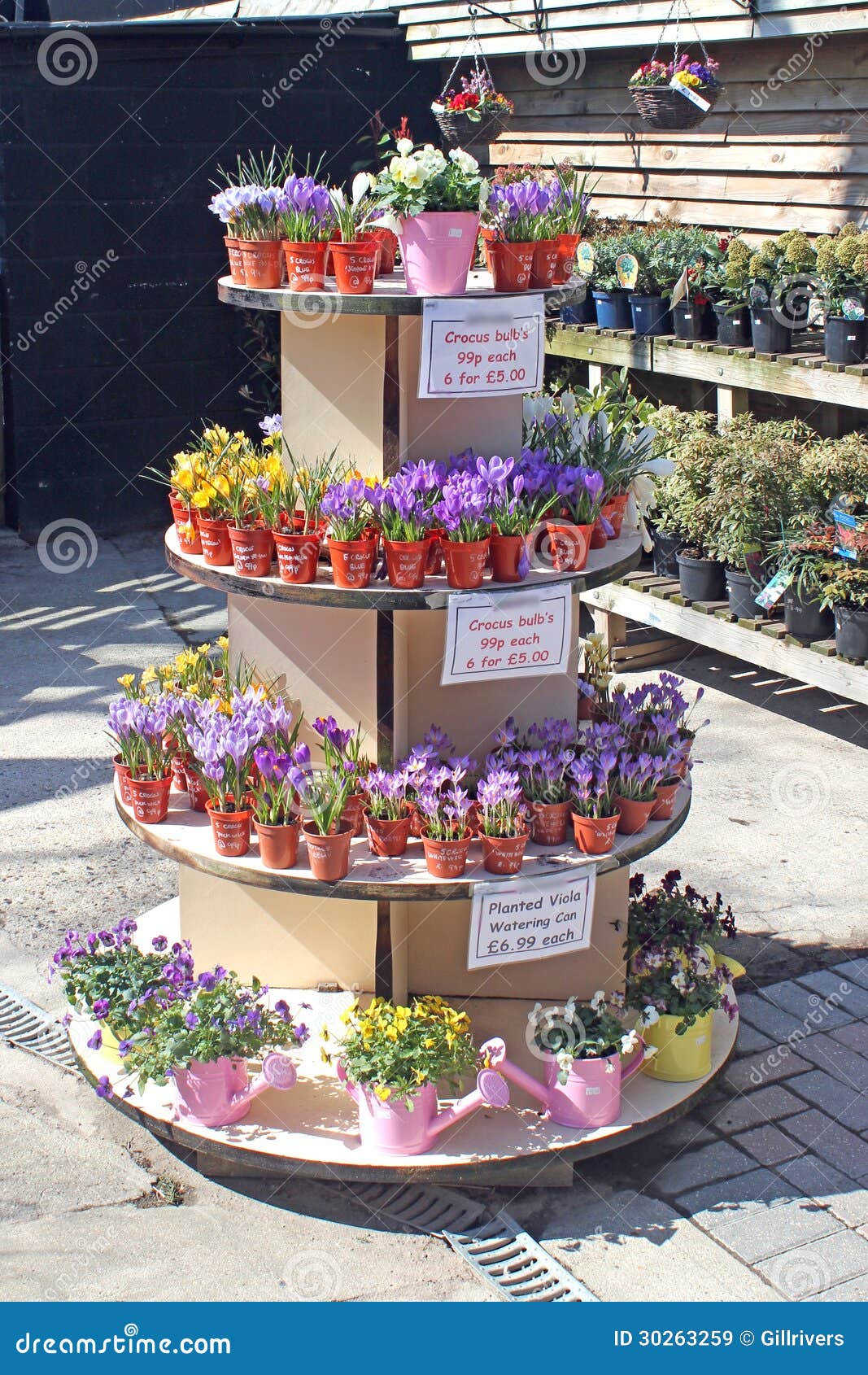 Crocus Caraousel stock image. Image of crocus, flowers - 30263259