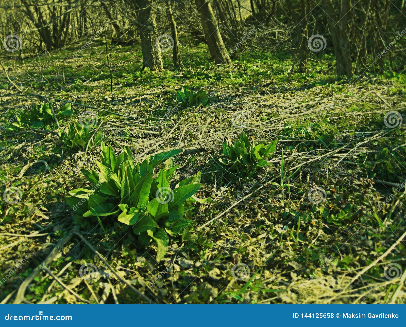 Green grass in the forest stock photo. Image of green - 144125658