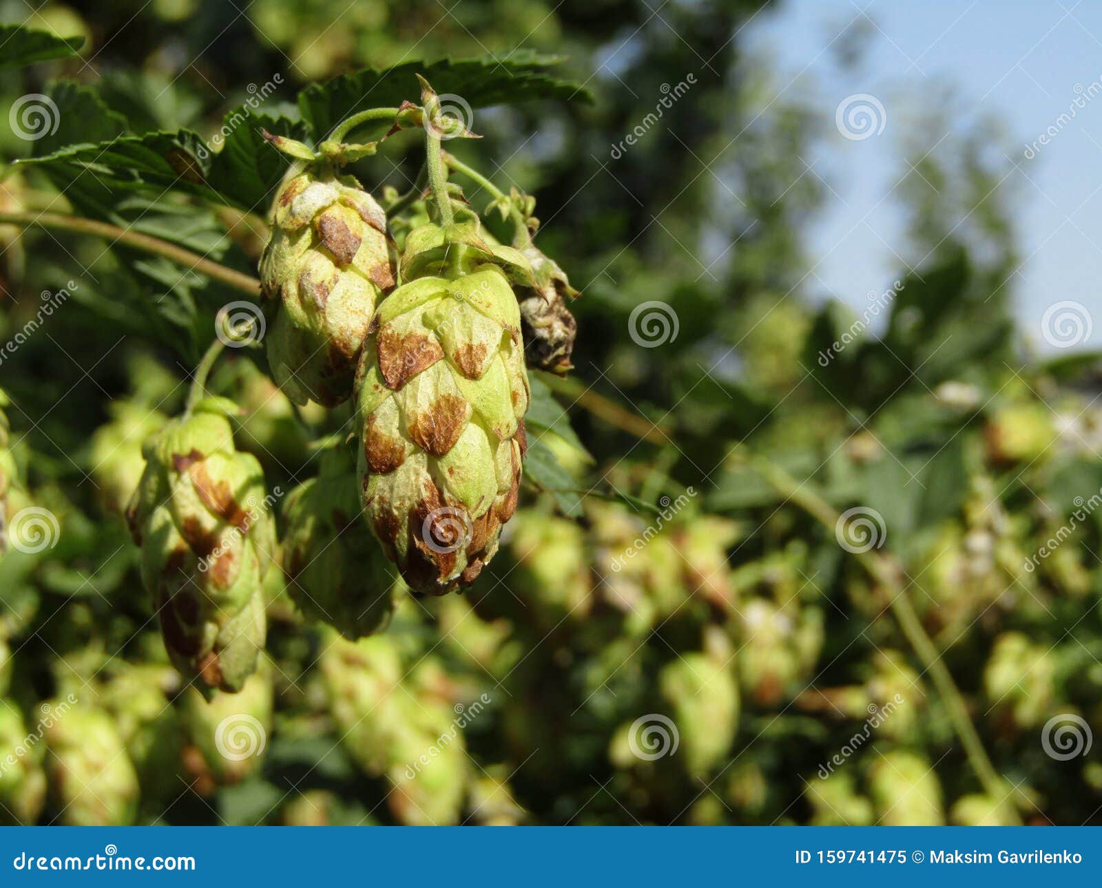 Hops plant stock image. Image of delicious, branch, food - 159741475