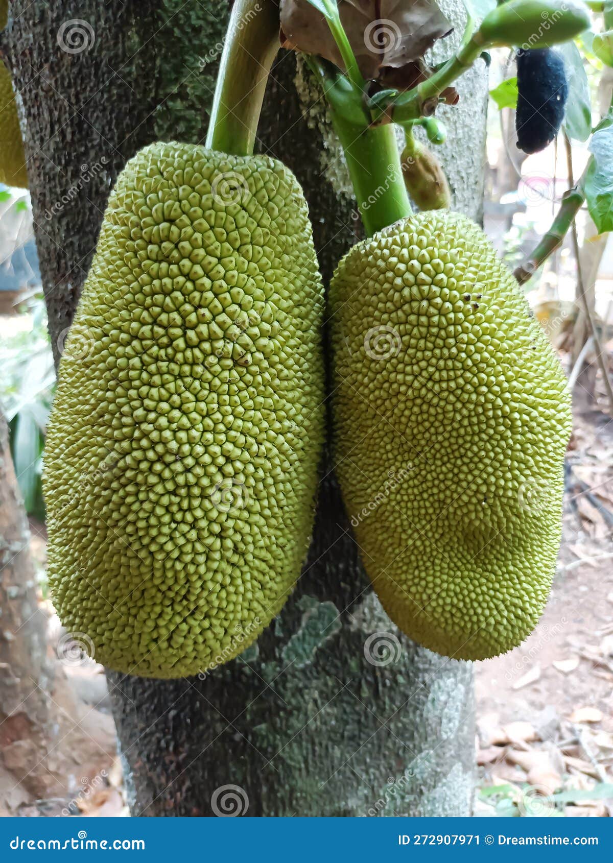 This Photo Shows an Indian Jackfruit Tree and Jackfruits Stock Image ...