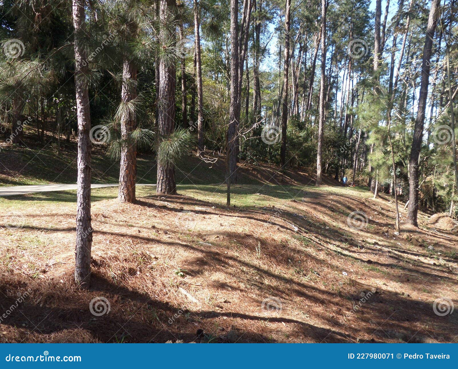 Long Trail through Pine Trees Stock Image - Image of trees, tree: 227980071