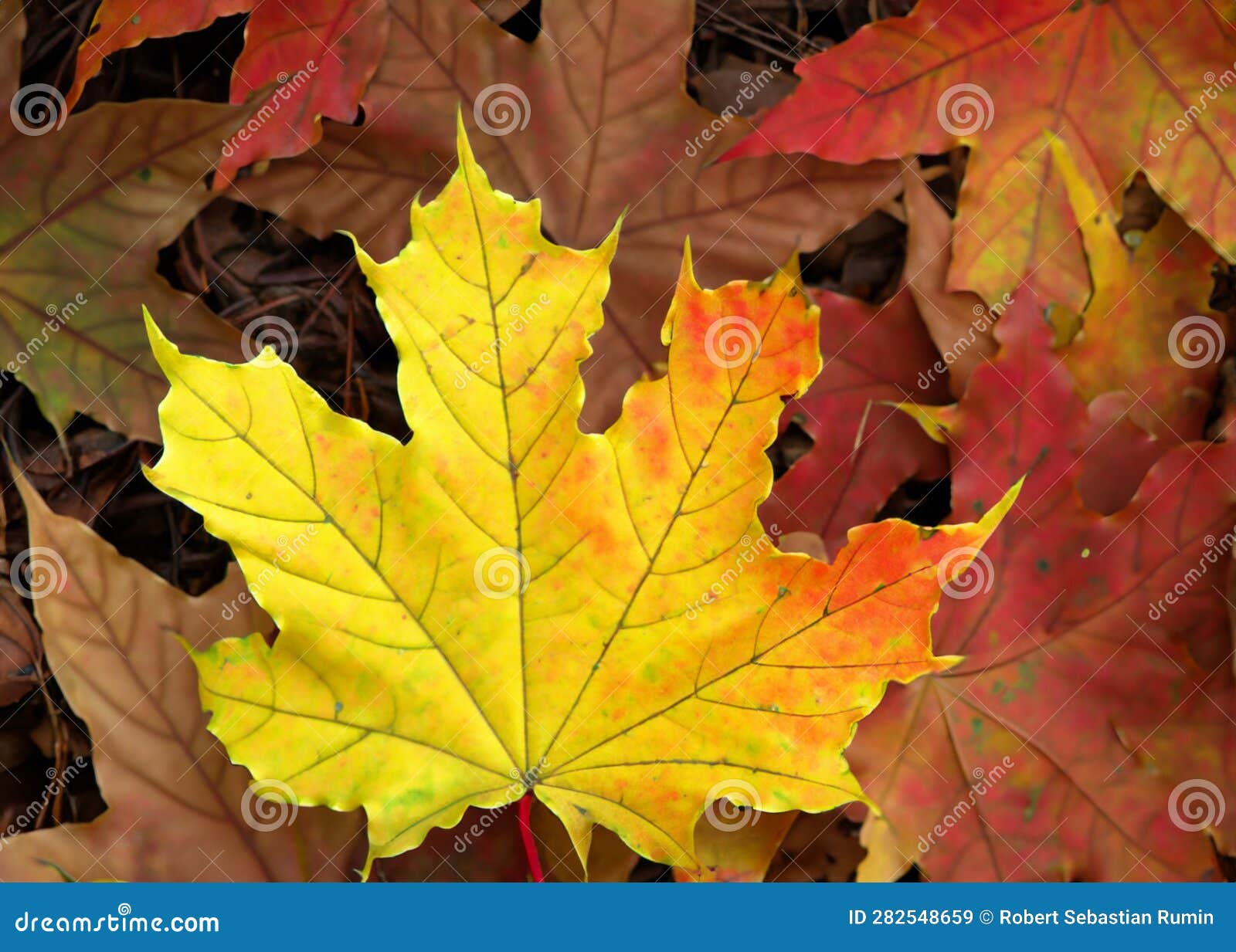 Maple leaf ai stock illustration. Illustration of leaf - 282548659