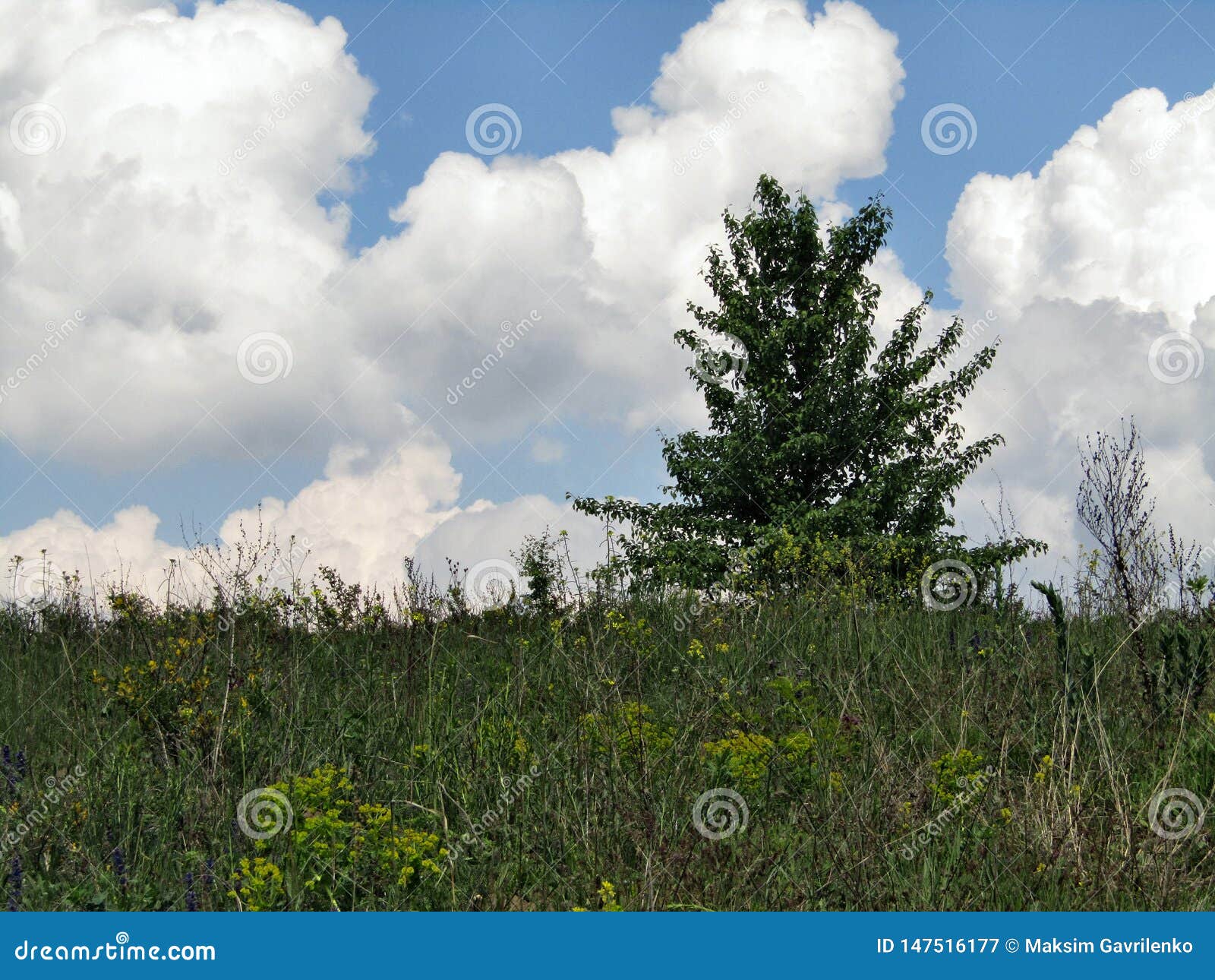 Nature, Sky, Clouds, Tree and Grass Stock Image - Image of summer ...