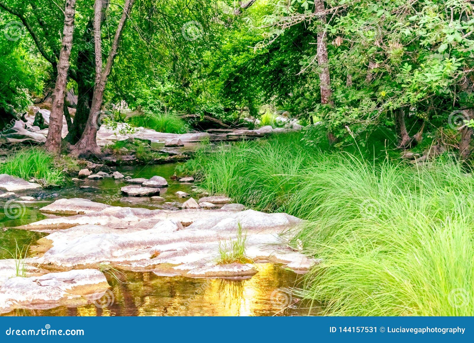 Gorgeous Forest with a Small River Stock Image - Image of distance ...