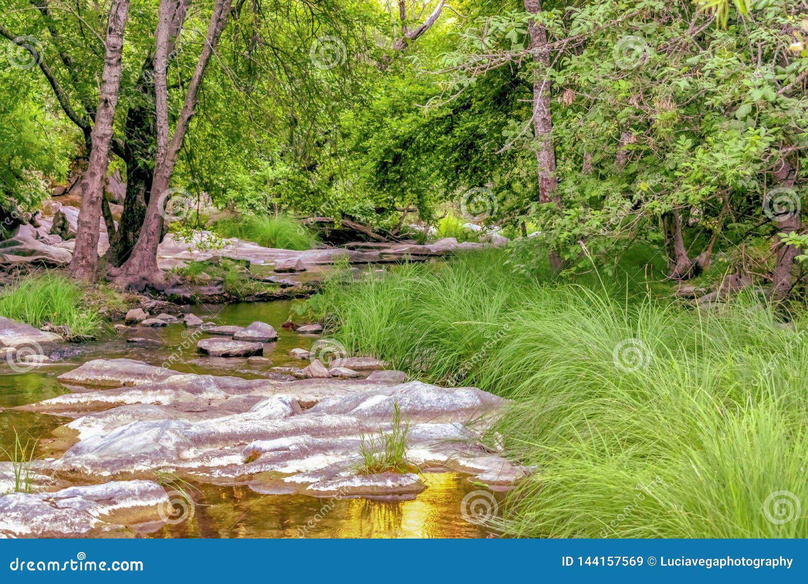 Gorgeous Forest with a Small River Stock Image - Image of colorful ...