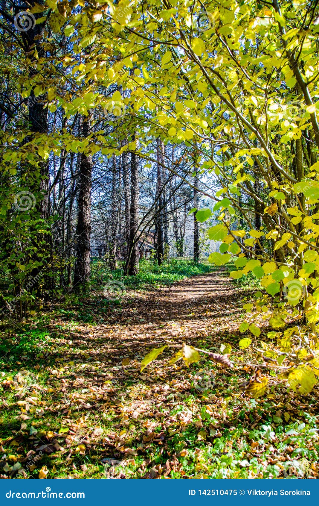 Wooden path in the forest stock image. Image of wanting - 142510475