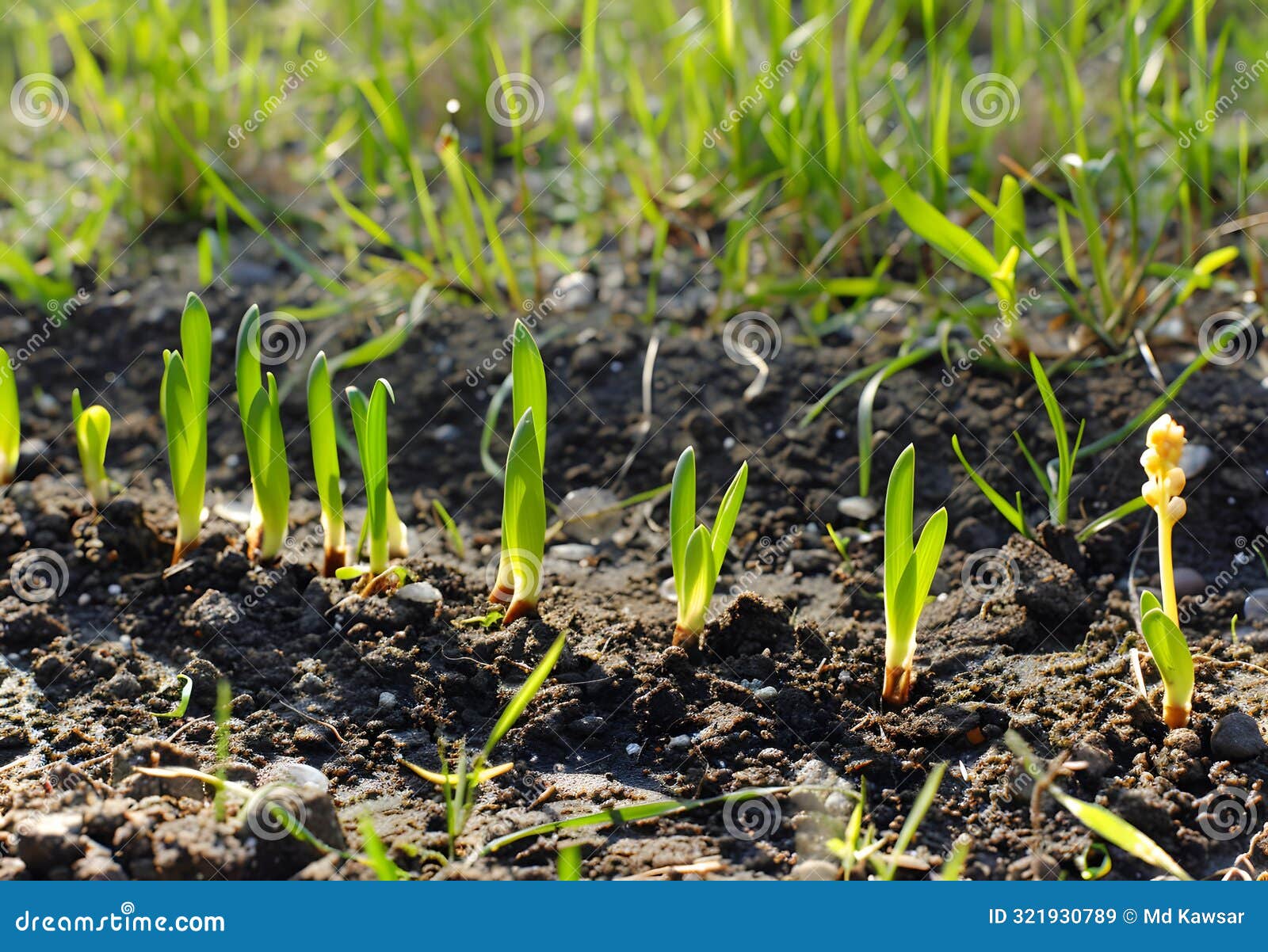 Seed Sprouting into Young Plants in Different Stages Stock Illustration ...