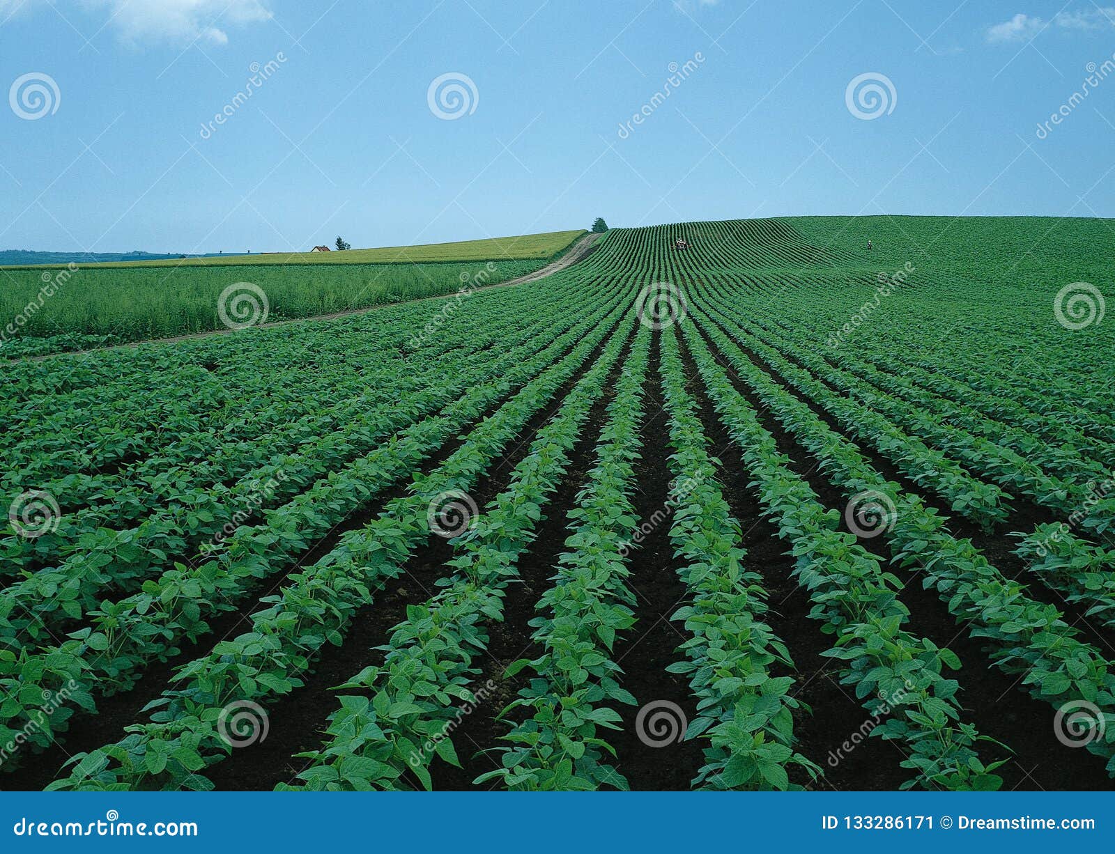 The Photo Shows a Seeded Field. Stock Image - Image of corner, shows ...