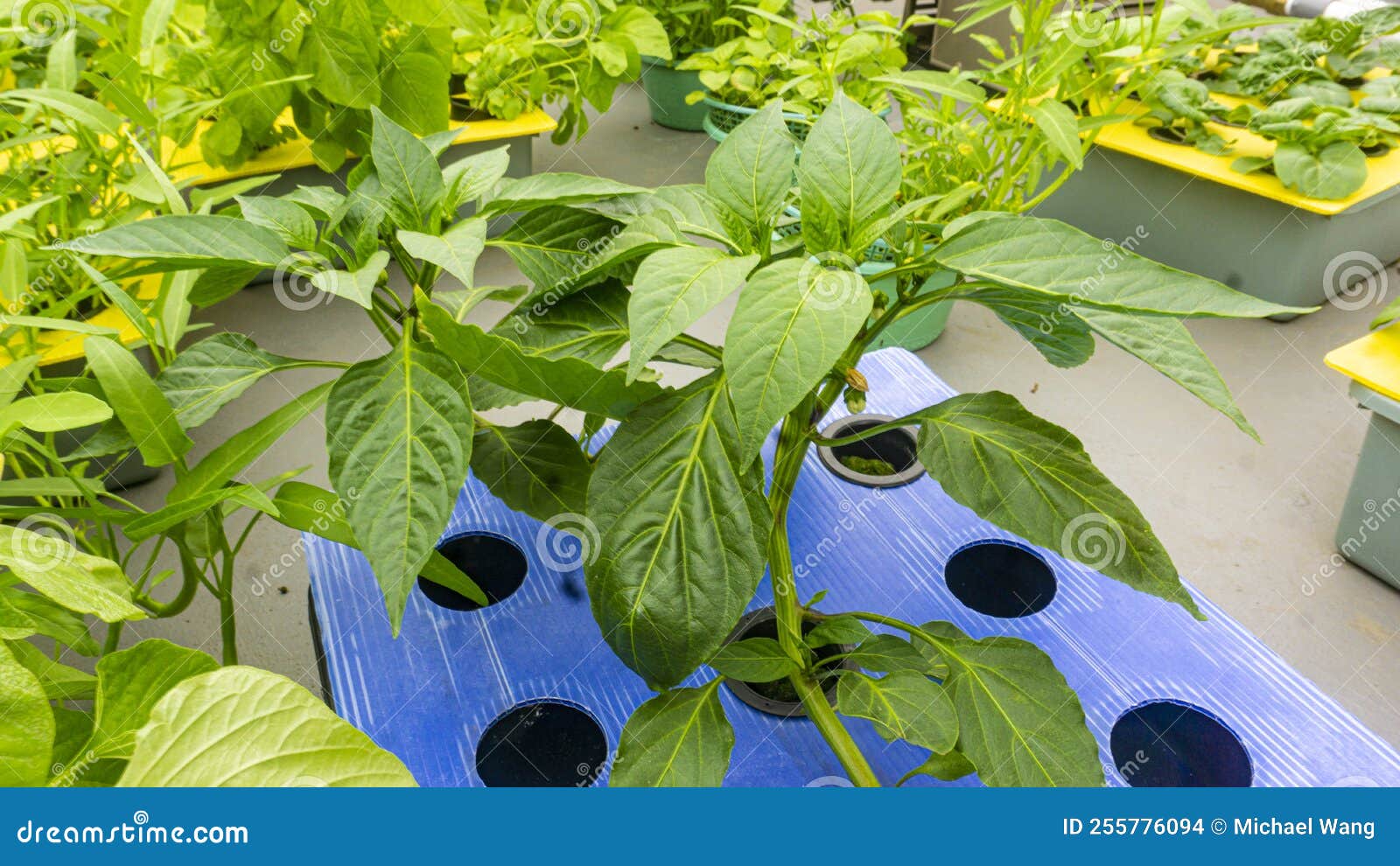 A Photo Showing Hydroponic Growing Media Stock Photo - Image of ...