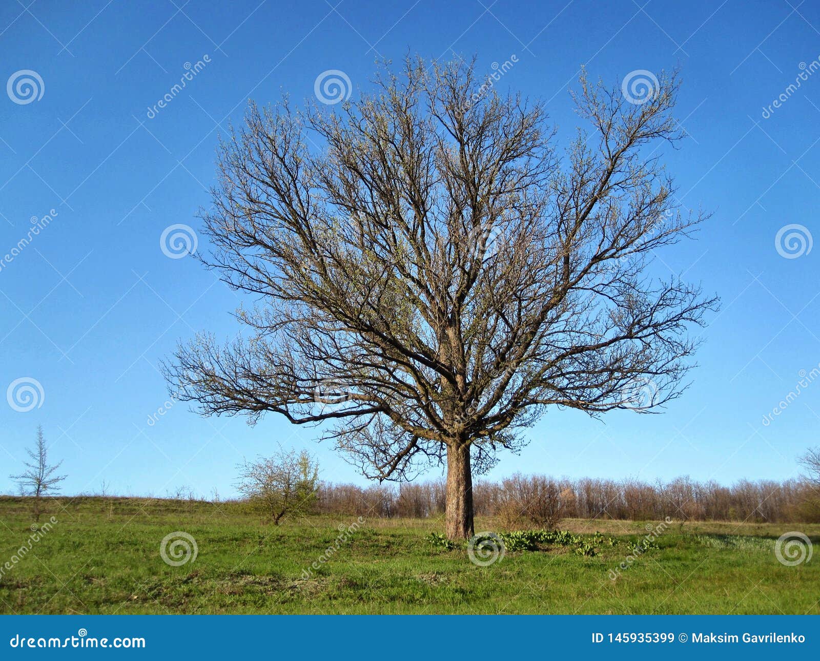 Tree in the steppe stock image. Image of veld, blue - 145935399