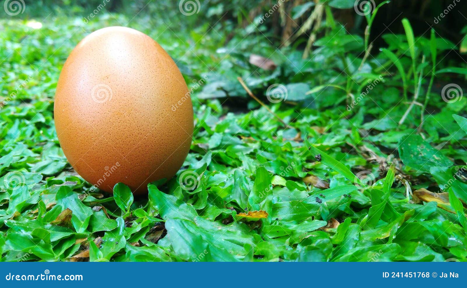 Single Fresh Egg on the Grass Ground Stock Photo - Image of angle, cake ...