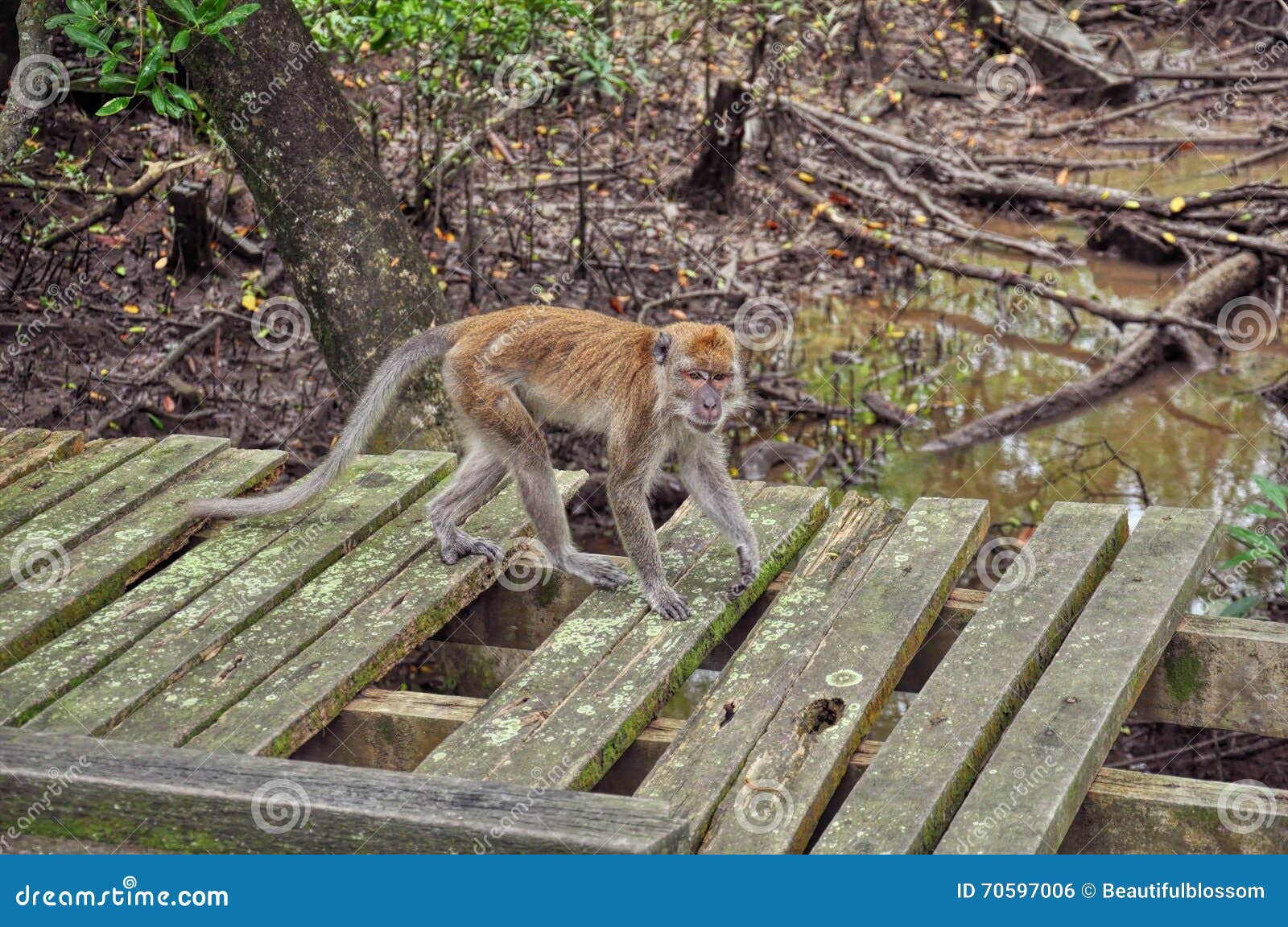 Photo of single monkey stock photo. Image of primate - 70597006