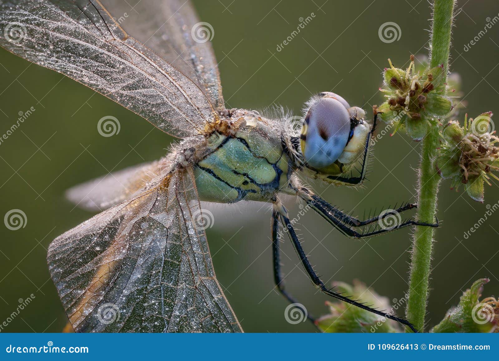 Sleeping Dragonfly on the Stem of a Plant Stock Image - Image of green ...