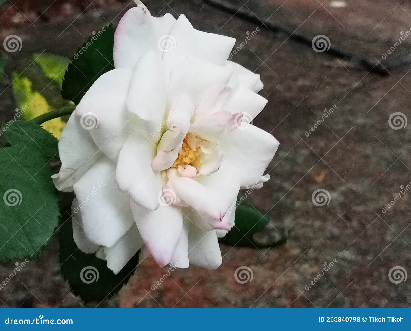 Photo of a Slightly Pink White Rose, Snap from the Side Stock Photo ...