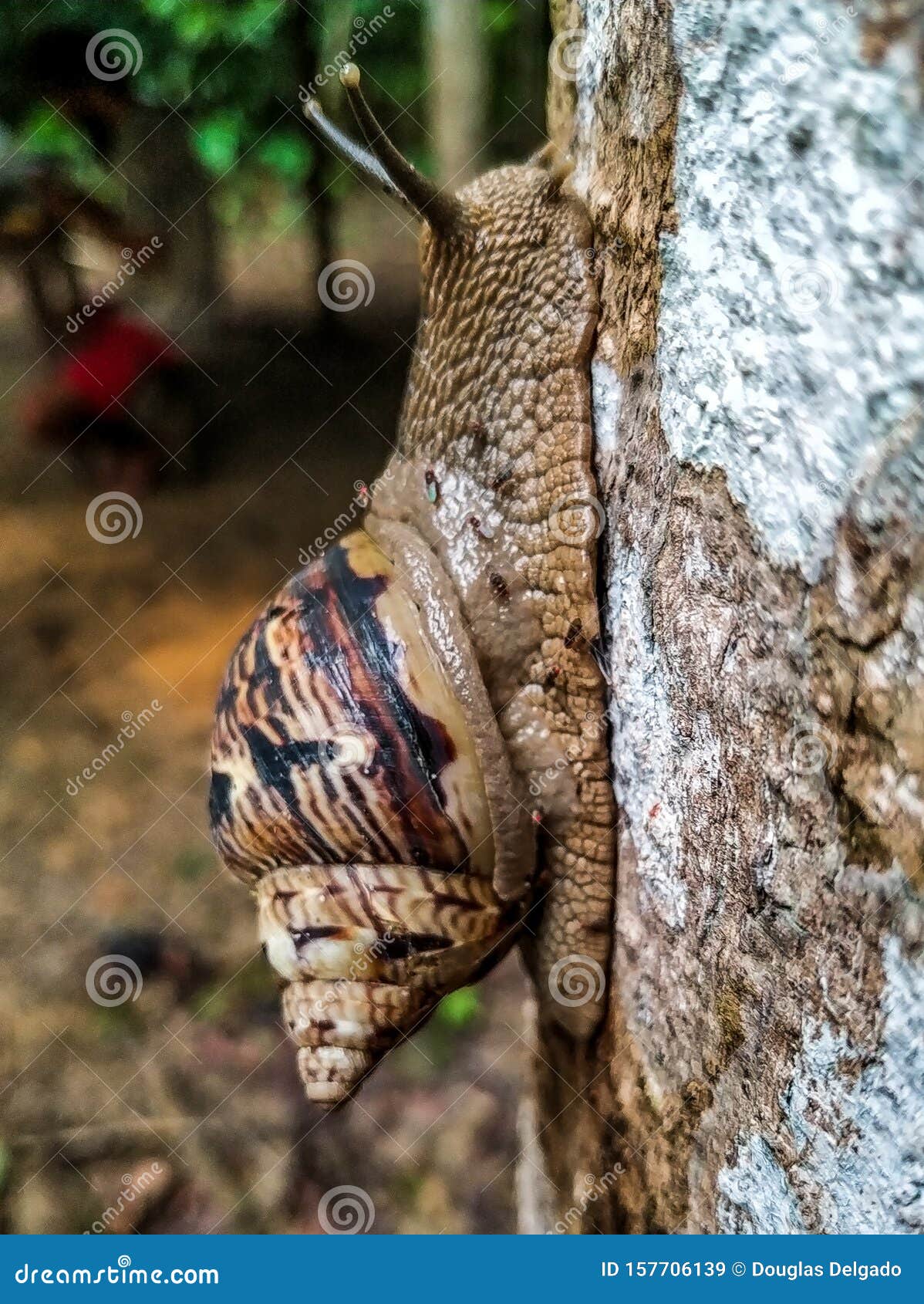 Photo of an Slug in the Middle of the Amazon Rainforest Stock Image ...