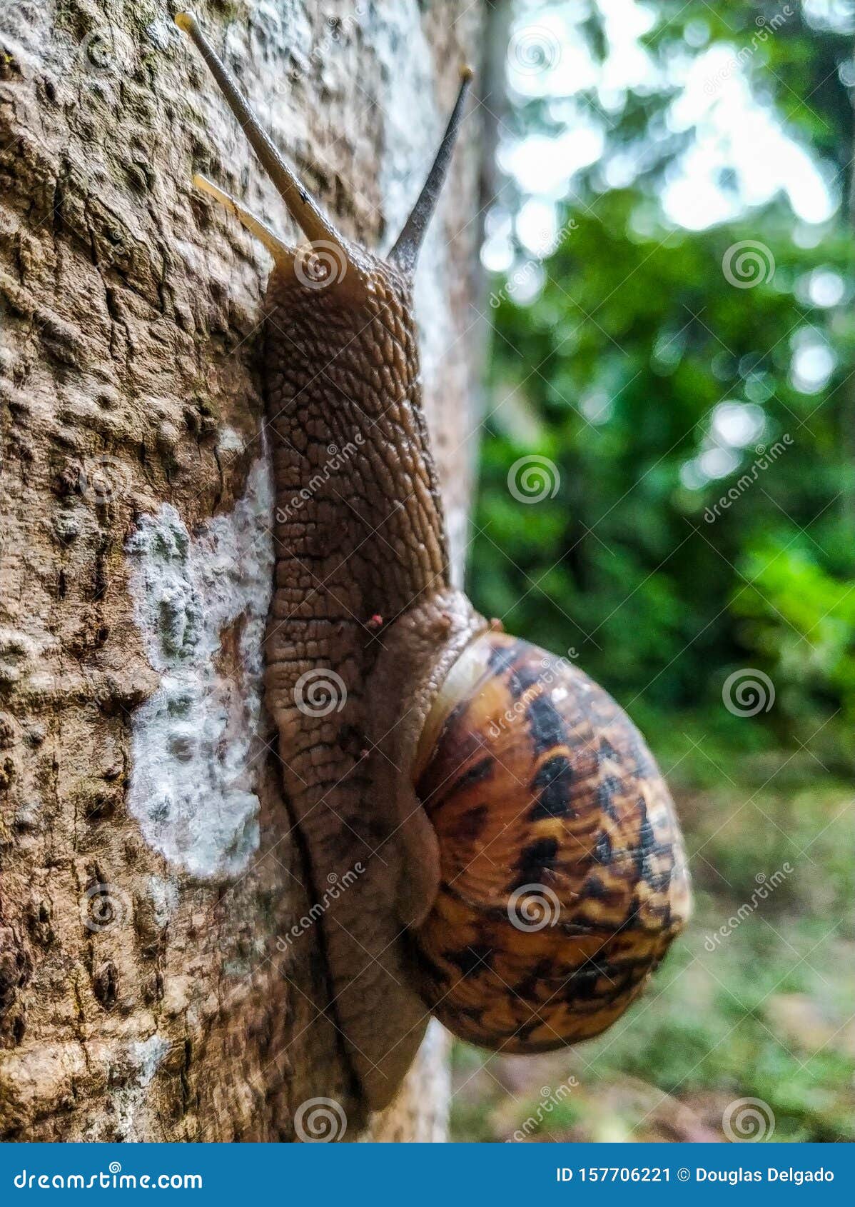 Photo of an Slug in the Middle of the Amazon Rainforest Stock Image ...