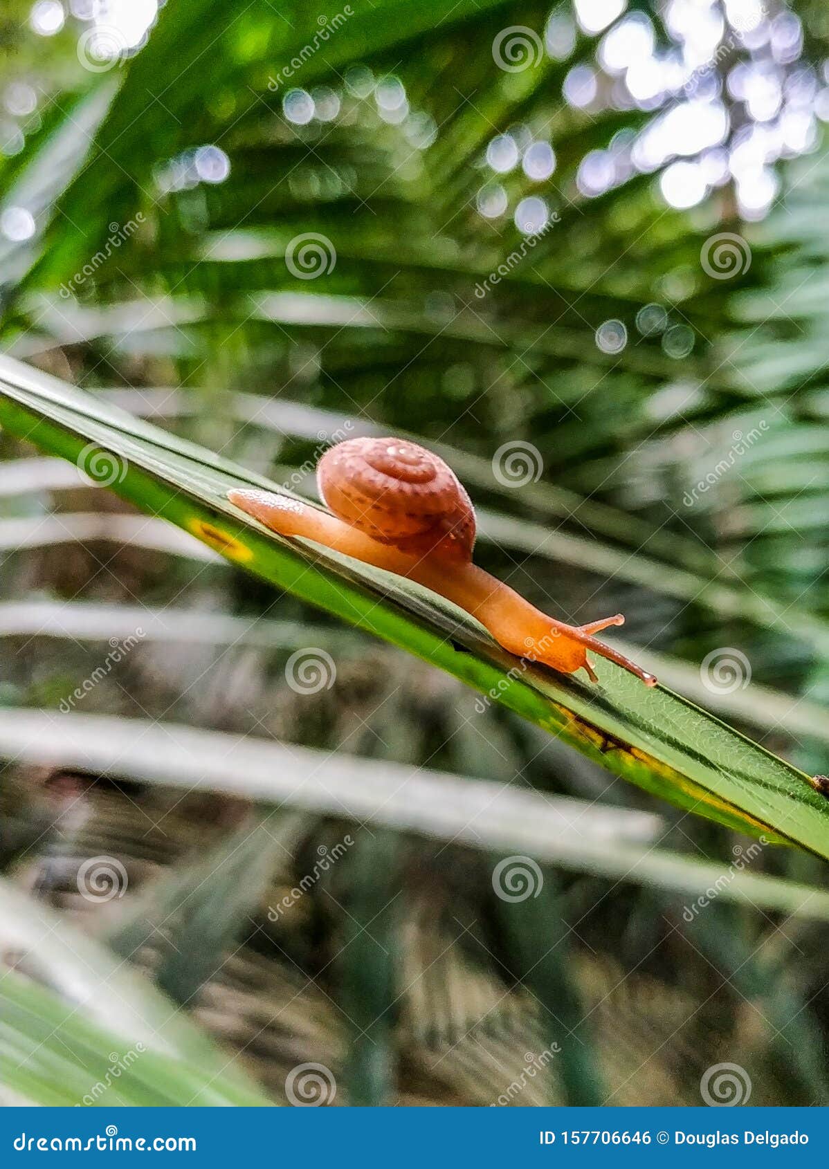 Photo of an Slug in the Middle of the Amazon Rainforest Stock Photo ...