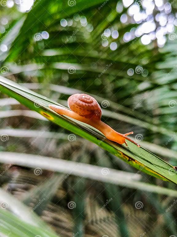 Photo of an Slug in the Middle of the Amazon Rainforest Stock Photo ...