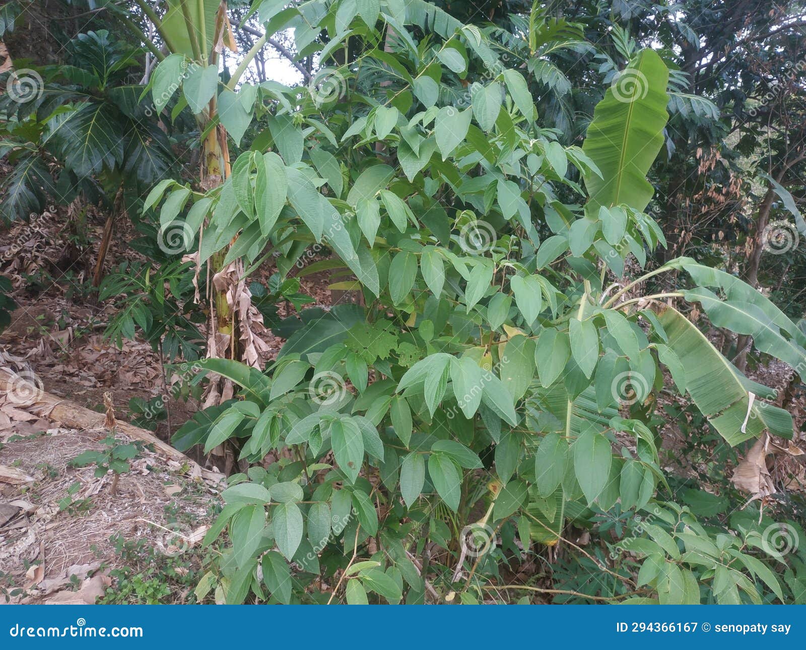 Photo of a Small Cherry Tree Growing in the Forest Stock Image - Image ...