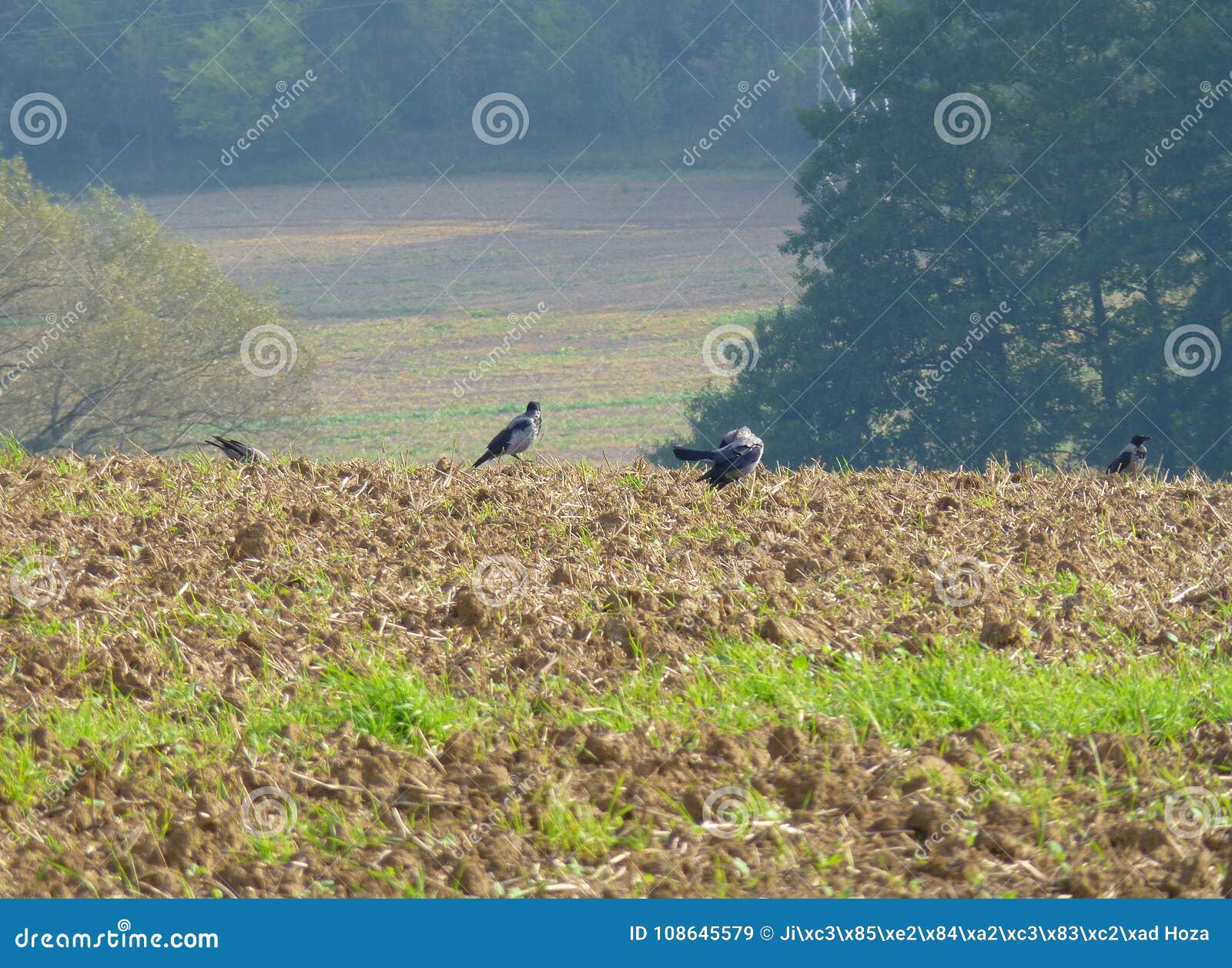 Small Flock of Crows on the Field Stock Image - Image of birds, nature ...