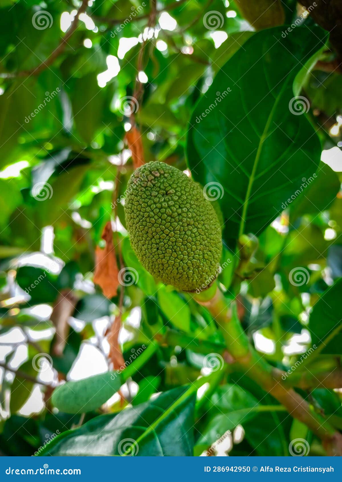 A Photo of a Small Jackfruit. Stock Photo - Image of fruit, close ...