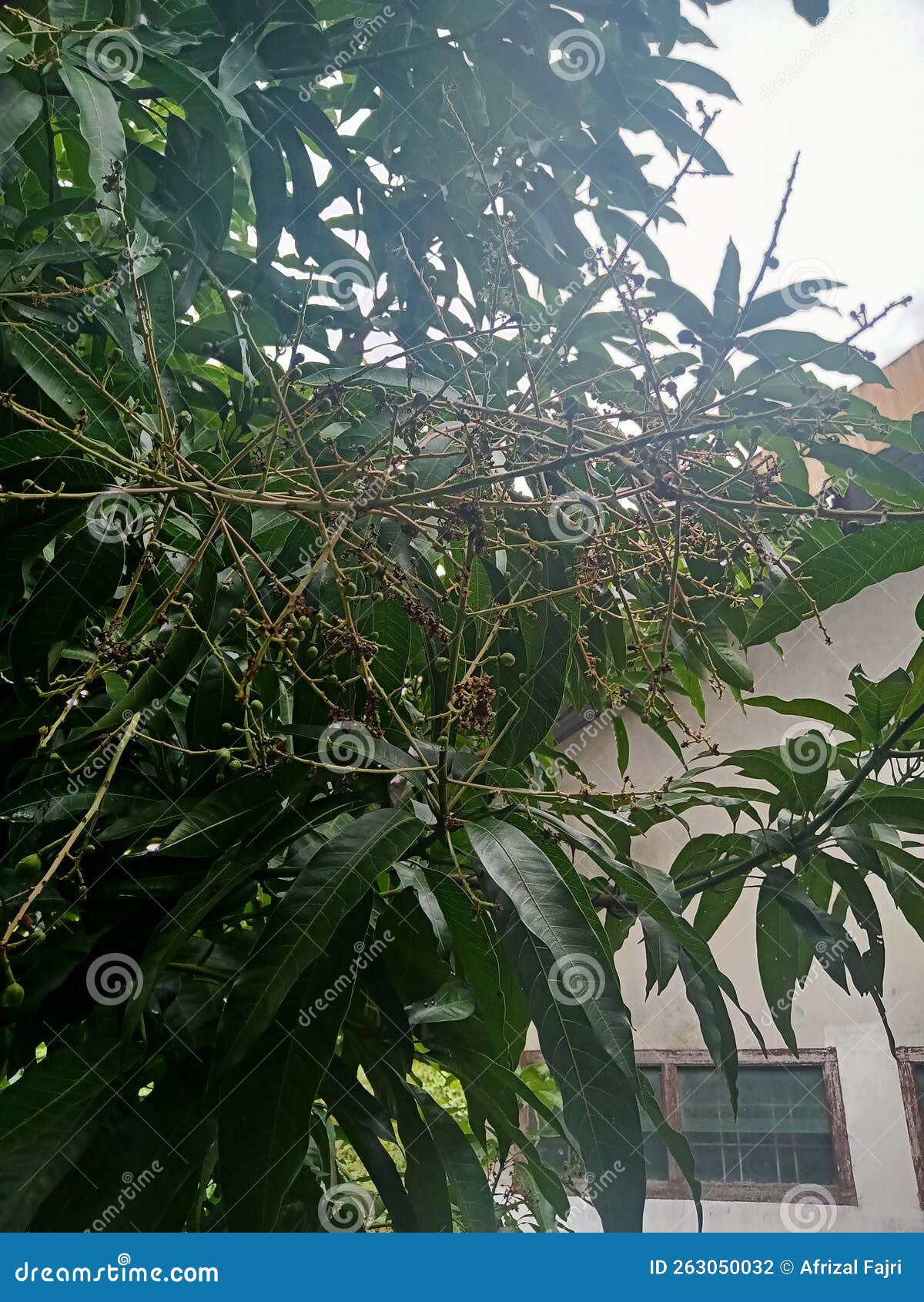 Small mango fruit stock photo. Image of tree, season - 263050032