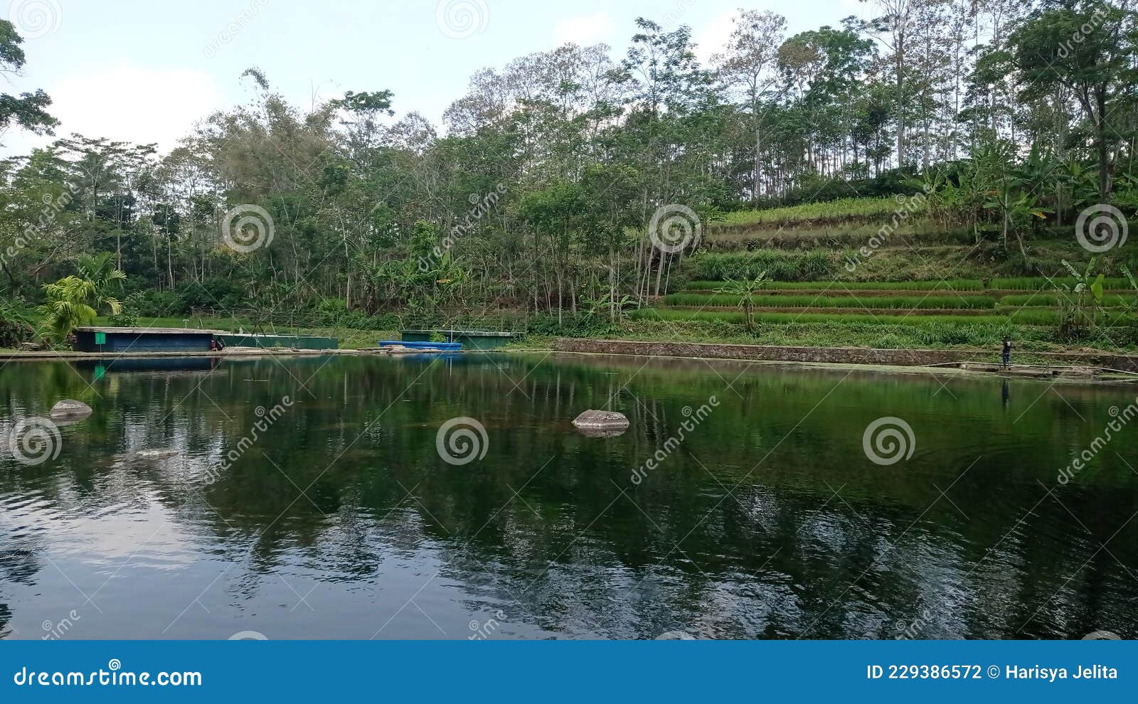 Small Pond Hidden in a Forest Stock Photo - Image of marsh, fishpond ...