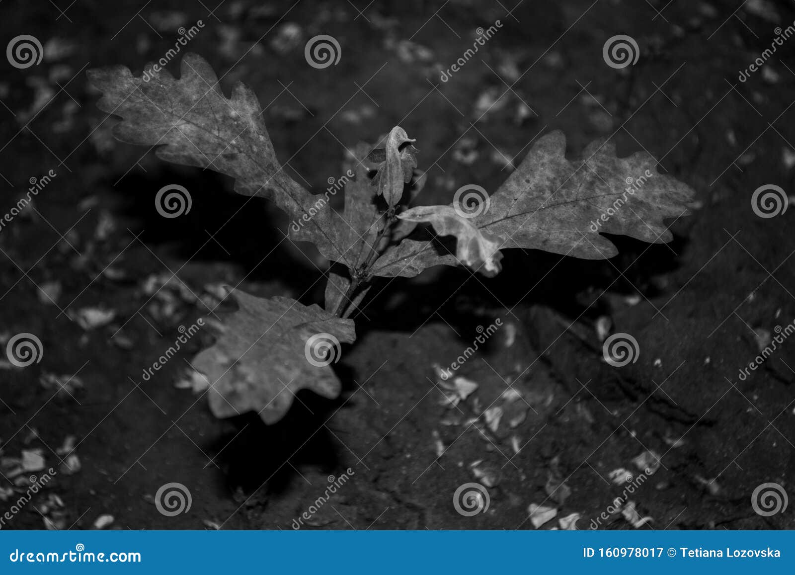 Photo of a Small Oak Seedling Stock Image - Image of floral, leaf ...