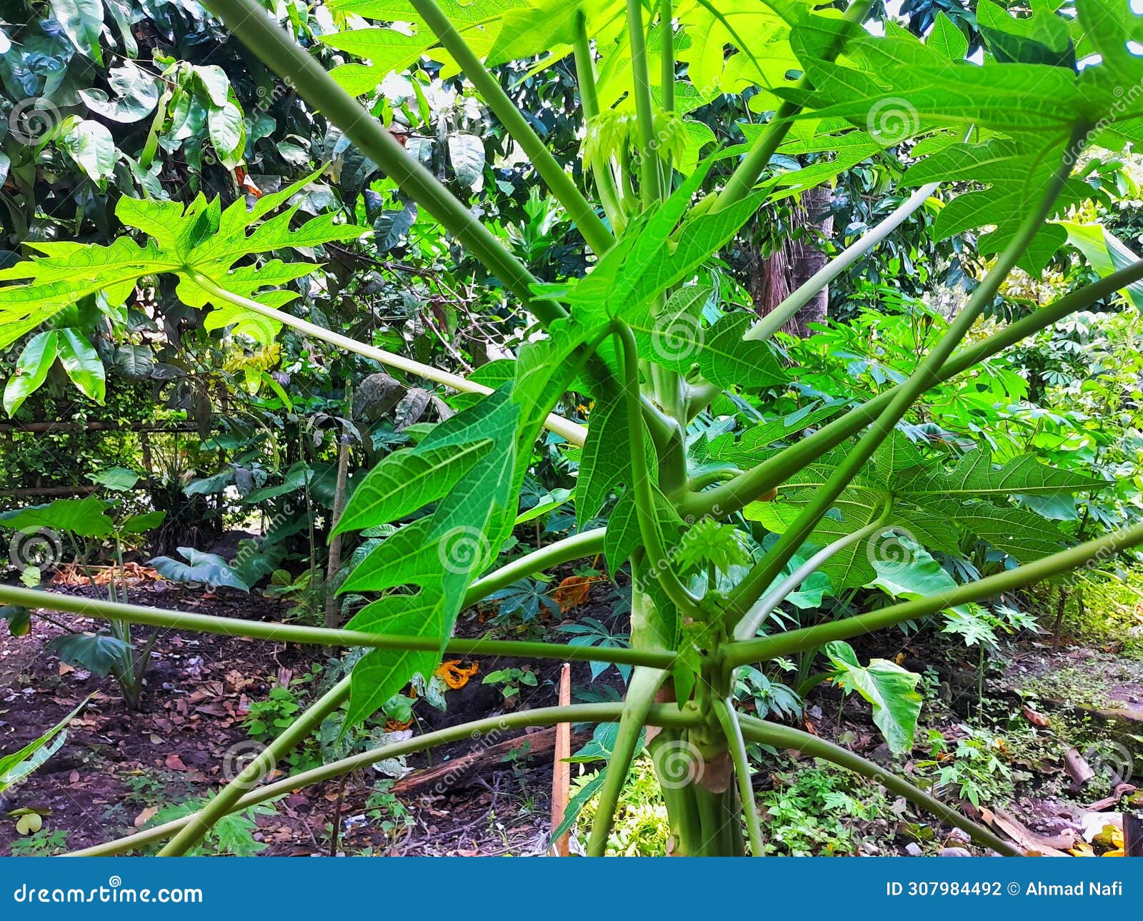 Daily Photo of a Small Papaya Tree Stock Photo - Image of object, tree ...