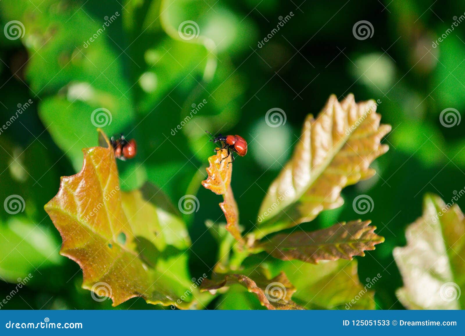 Red Bug Sitting on Leaf stock image. Image of nature - 125051533
