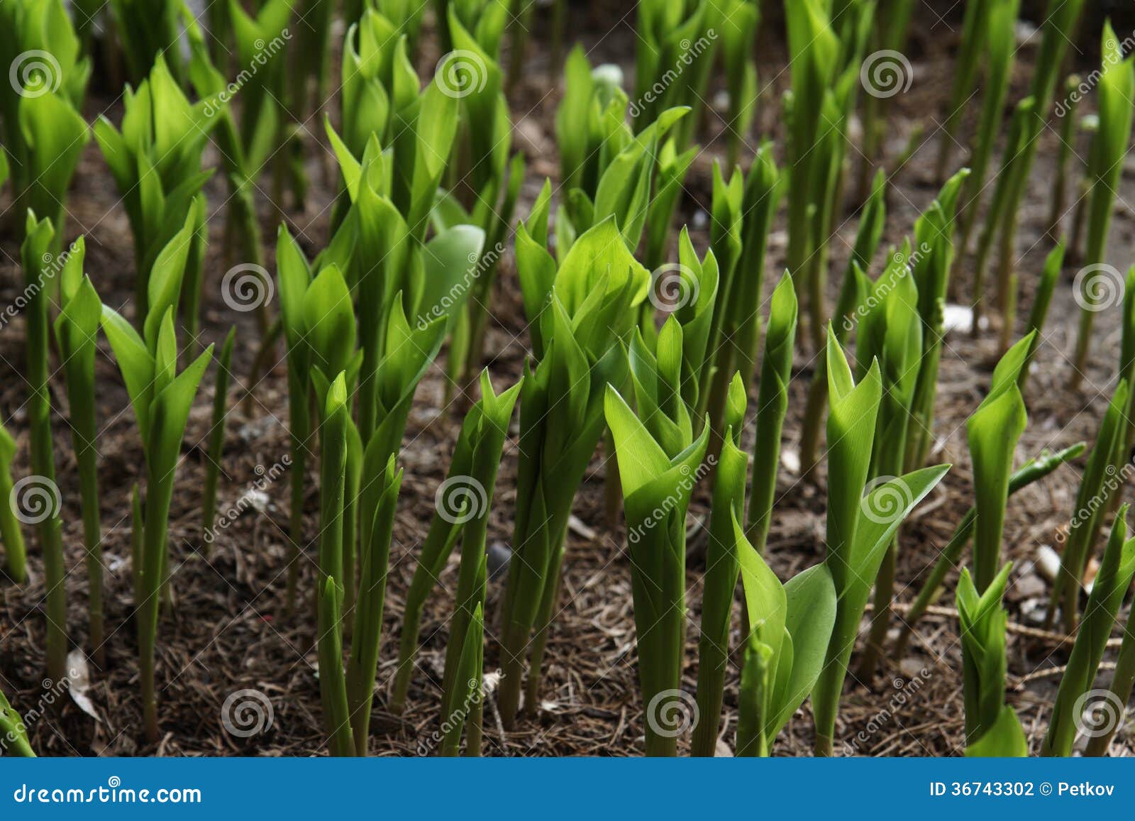 Photo of the Small Sprout of Corn Stock Photo - Image of agriculture ...