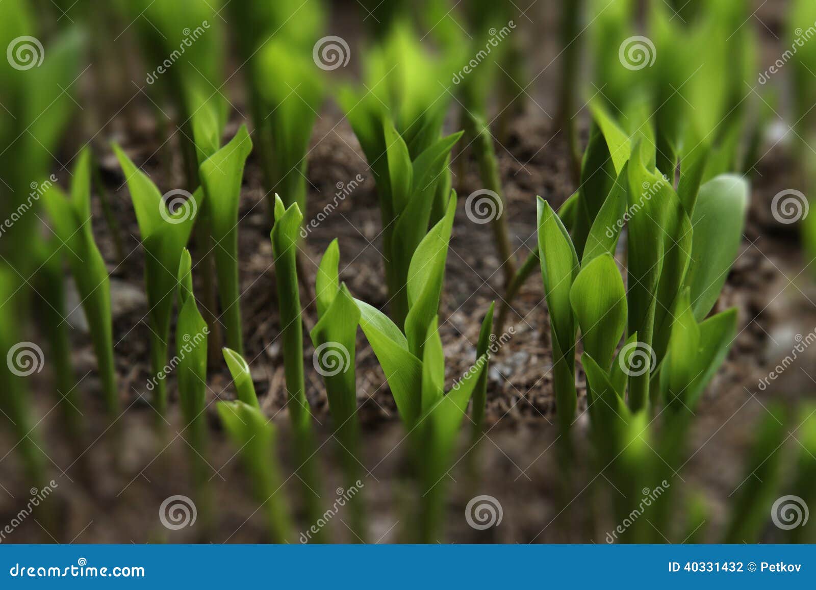 A Small Sprout Of A Tree Growing Through Aswalt. Plant Leaves Cleanse ...