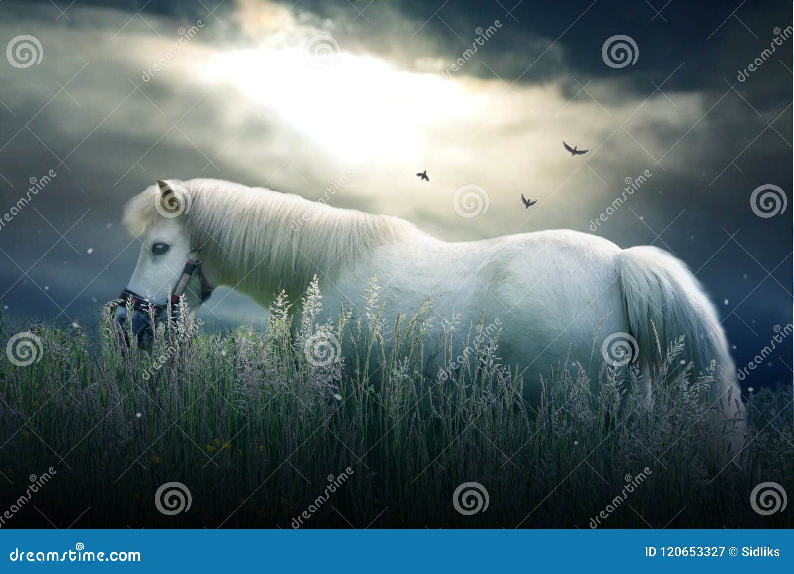 Small White Pony with Dramatic Sky Stock Image - Image of mammal ...