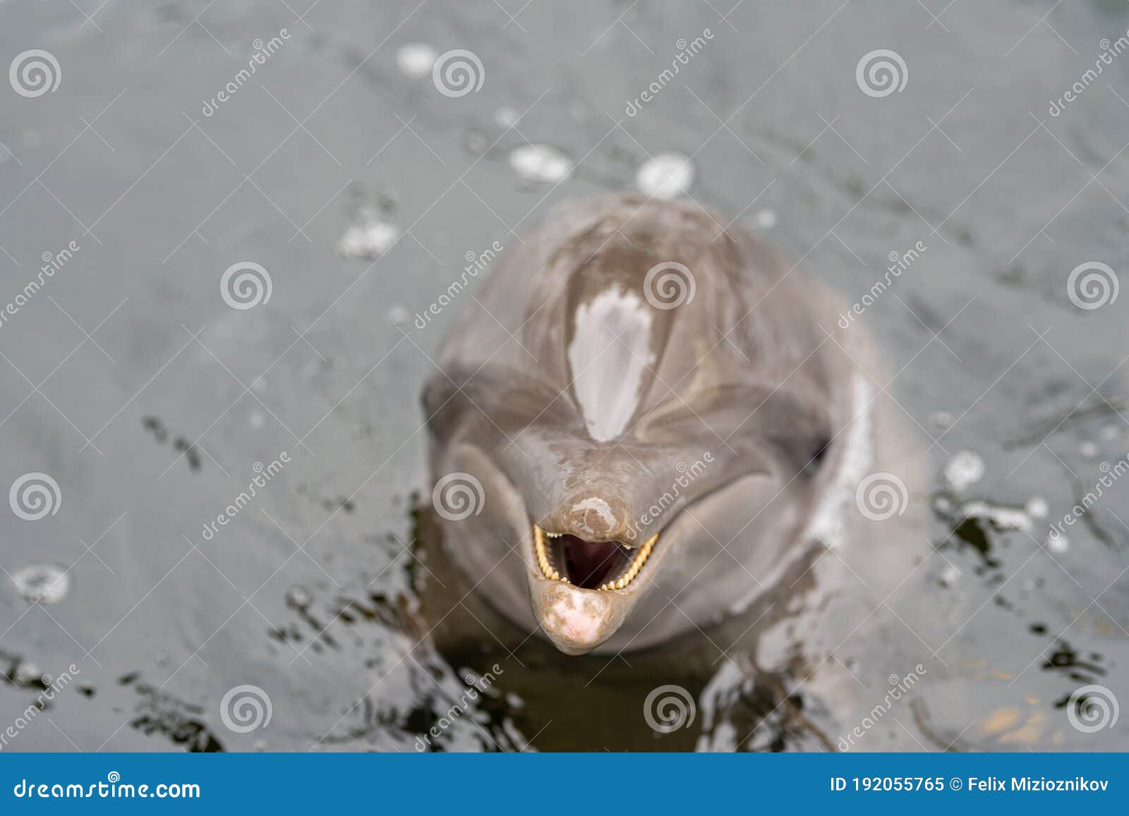 Photo of a smiling dolphin stock image. Image of smiling - 192055765