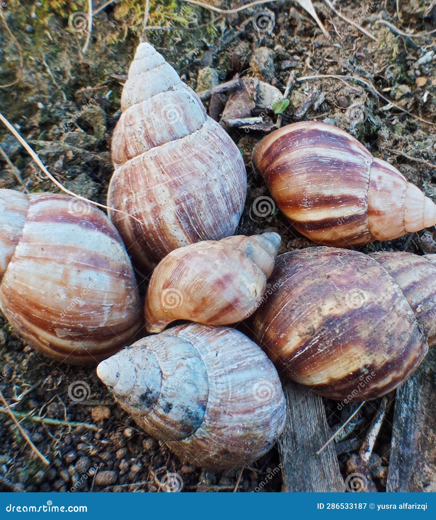 Photo of a Snail that Has a Hard Shell Stock Image - Image of dish ...