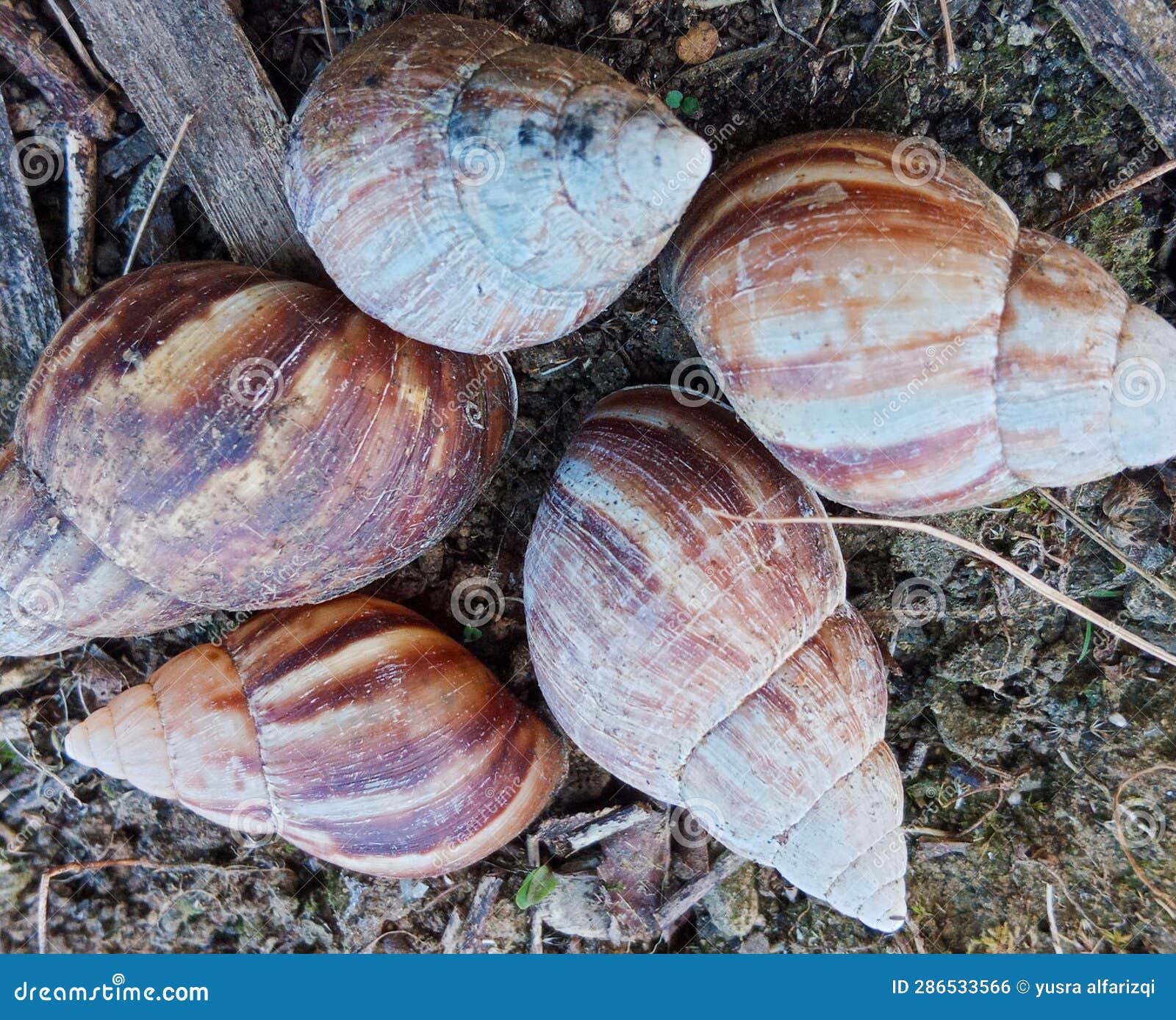 Photo of a Snail that Has a Hard Shell Stock Photo - Image of cuisine ...