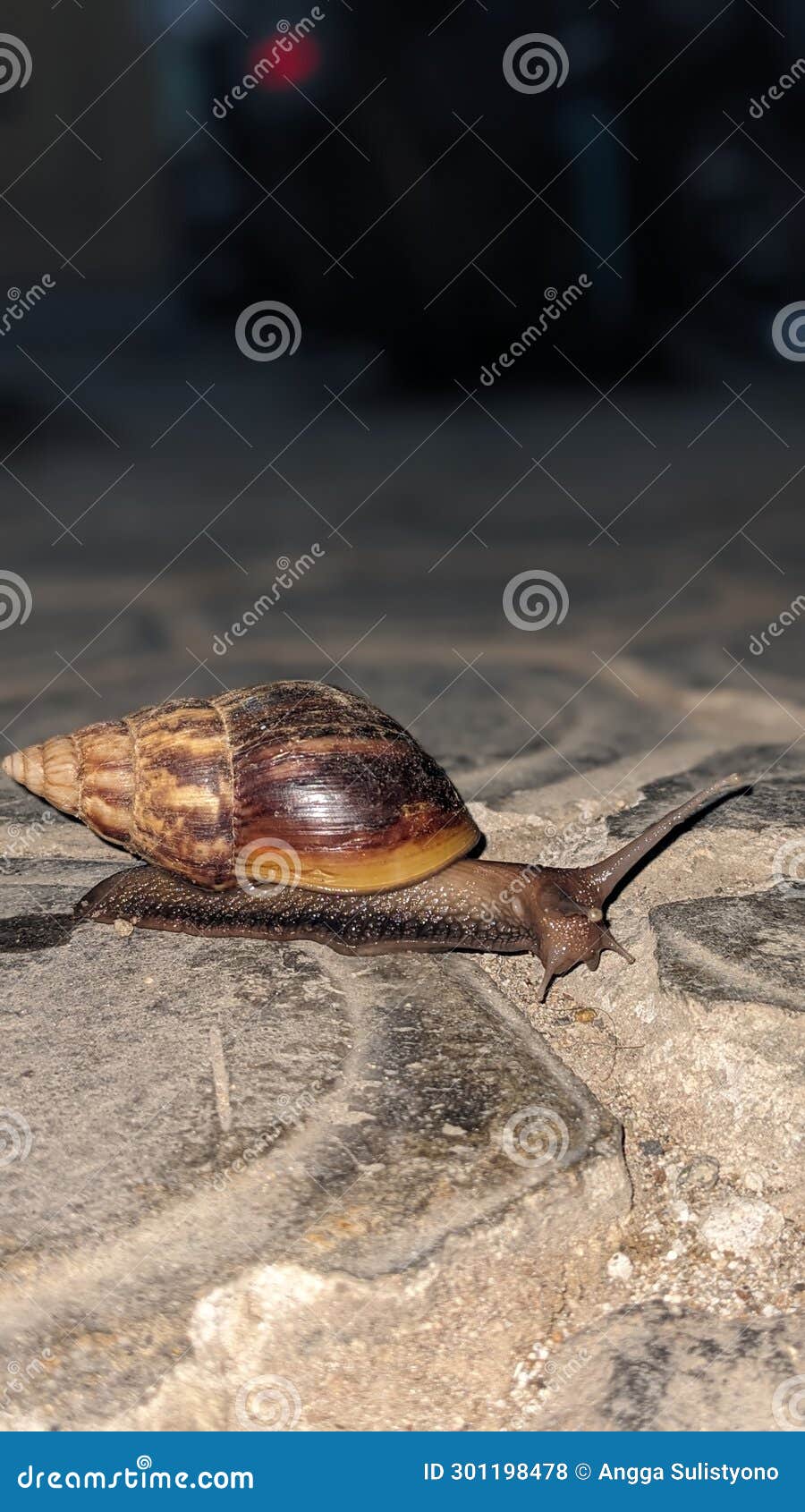 Photo of a Snail Walking at Night Stock Photo - Image of walking ...