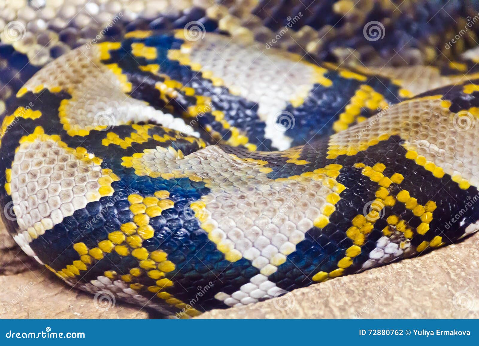 Photo of Snake Skin Close Up in Zoo Stock Photo - Image of skin ...