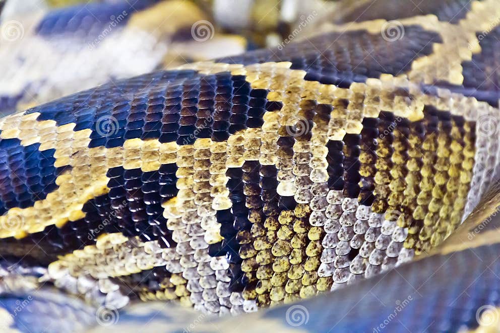 Photo of Snake Skin Close Up in Zoo Stock Image - Image of molurus ...