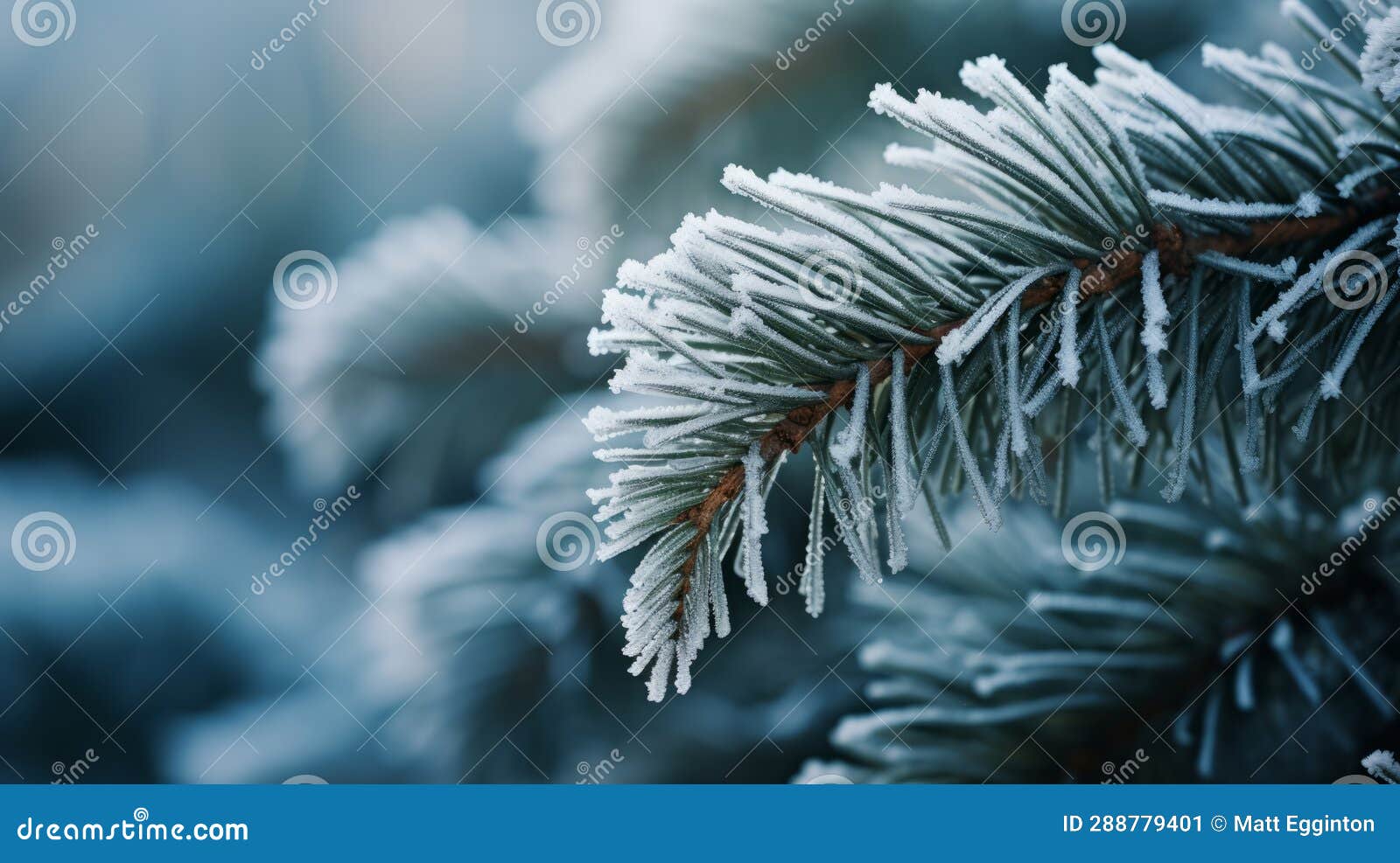 Photo of a Snow-covered Pine Tree Up Close. Christmas Background Stock ...