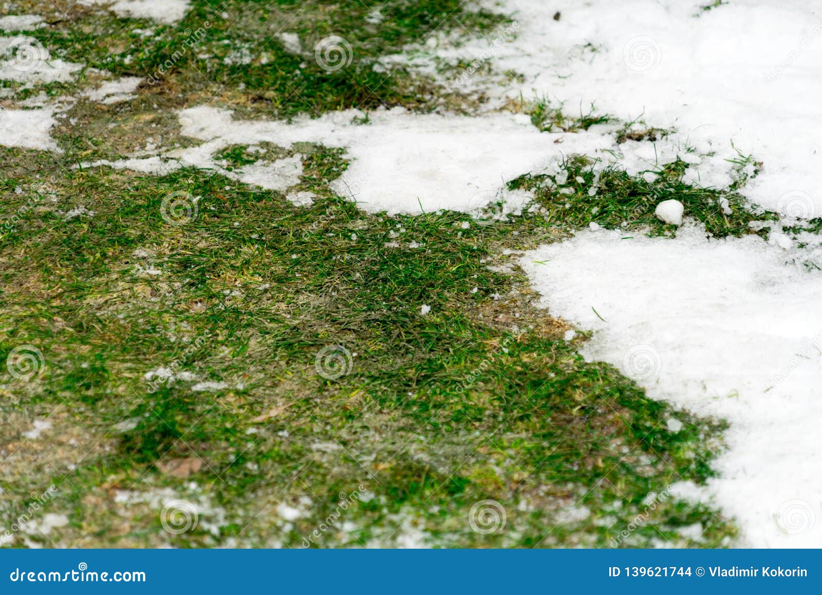 Photo of Snow on the Green Grass Stock Photo - Image of cold, concept ...