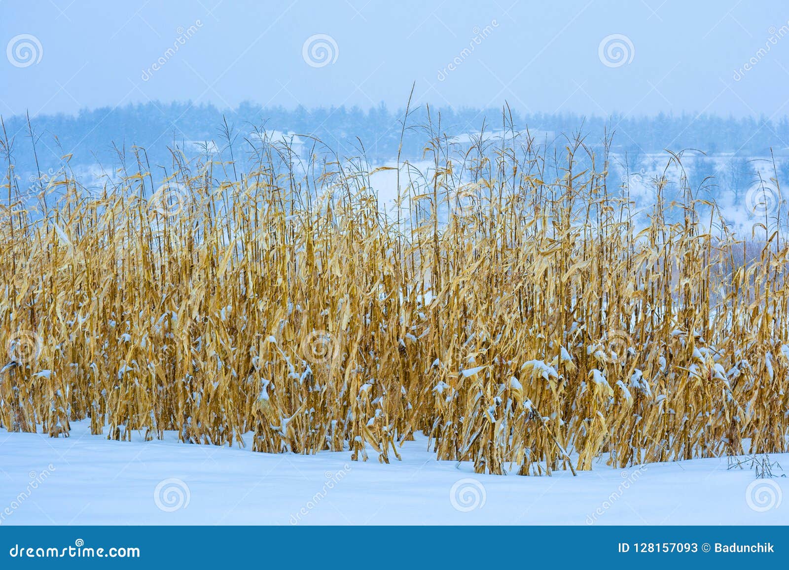 Photo of Snowy Corn on Field in Winter Stock Image - Image of ...
