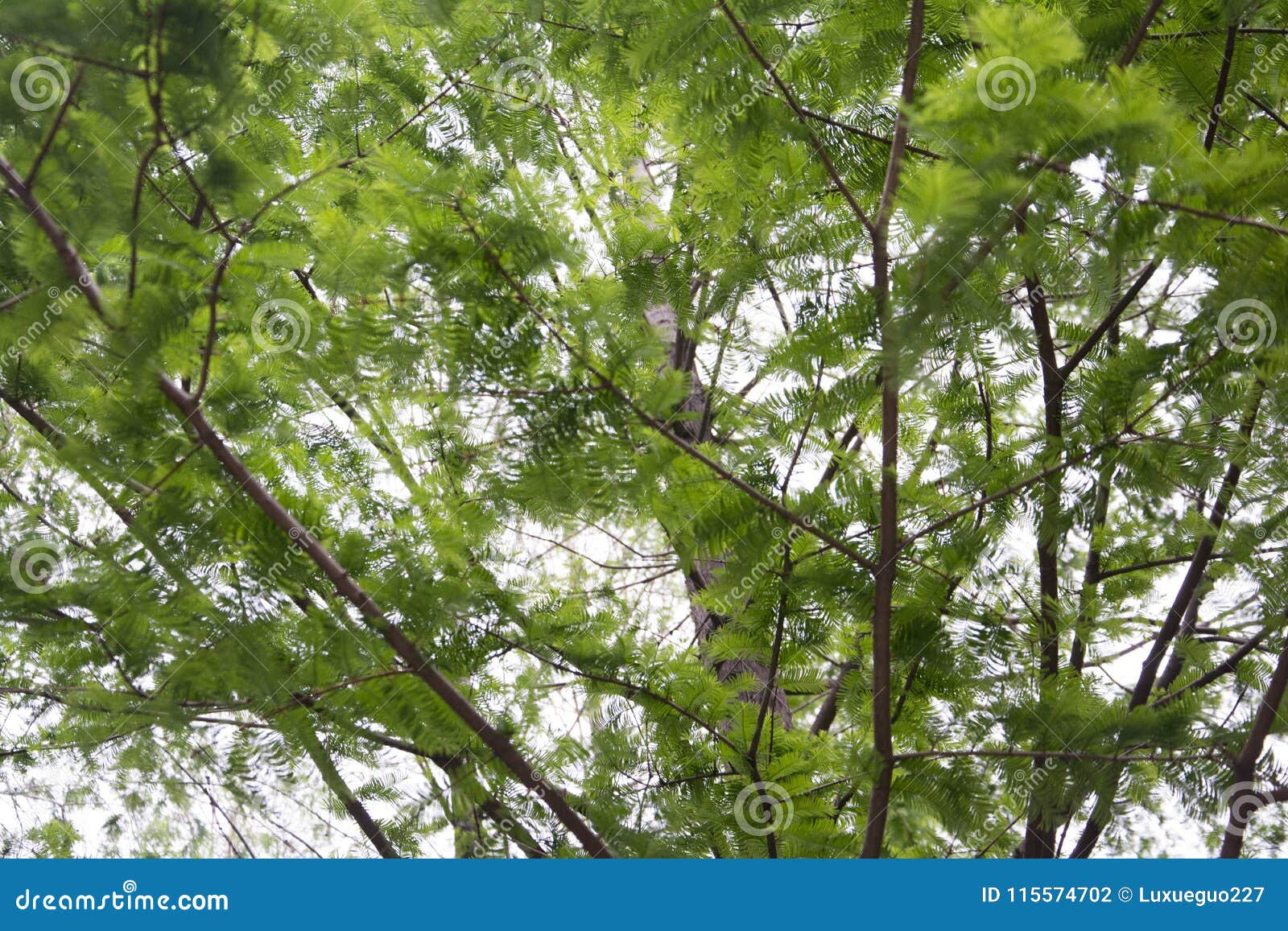 Small cedar stock photo. Image of pine, apex, dense - 115574702