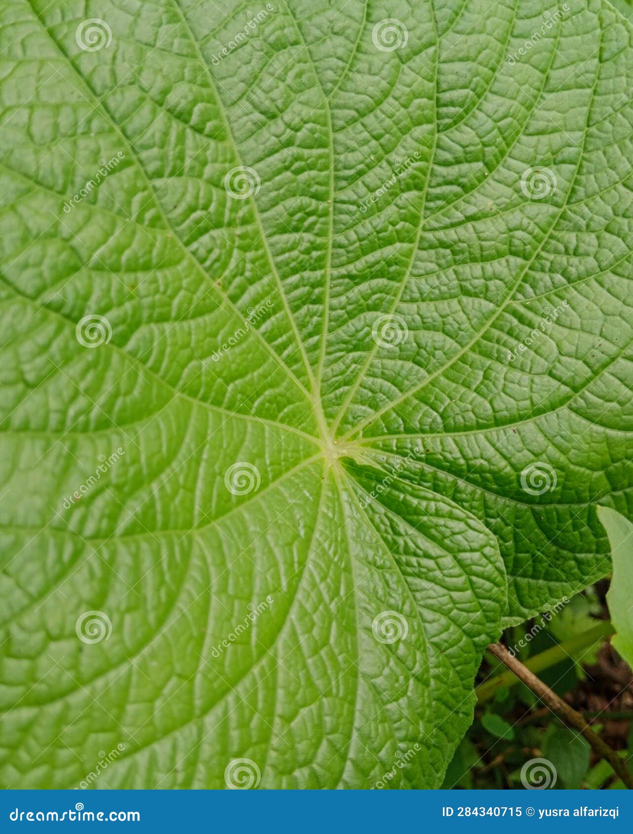 This is a Photo of a Soft and Smooth Textured Leaf Stock Image - Image ...