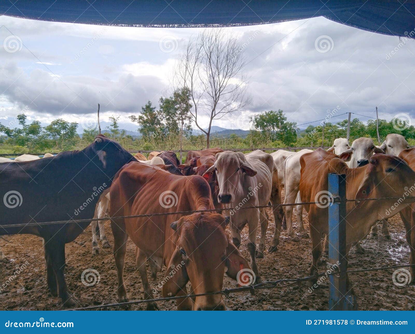Photo of some cattle stock photo. Image of cattle, wallpapers - 271981578