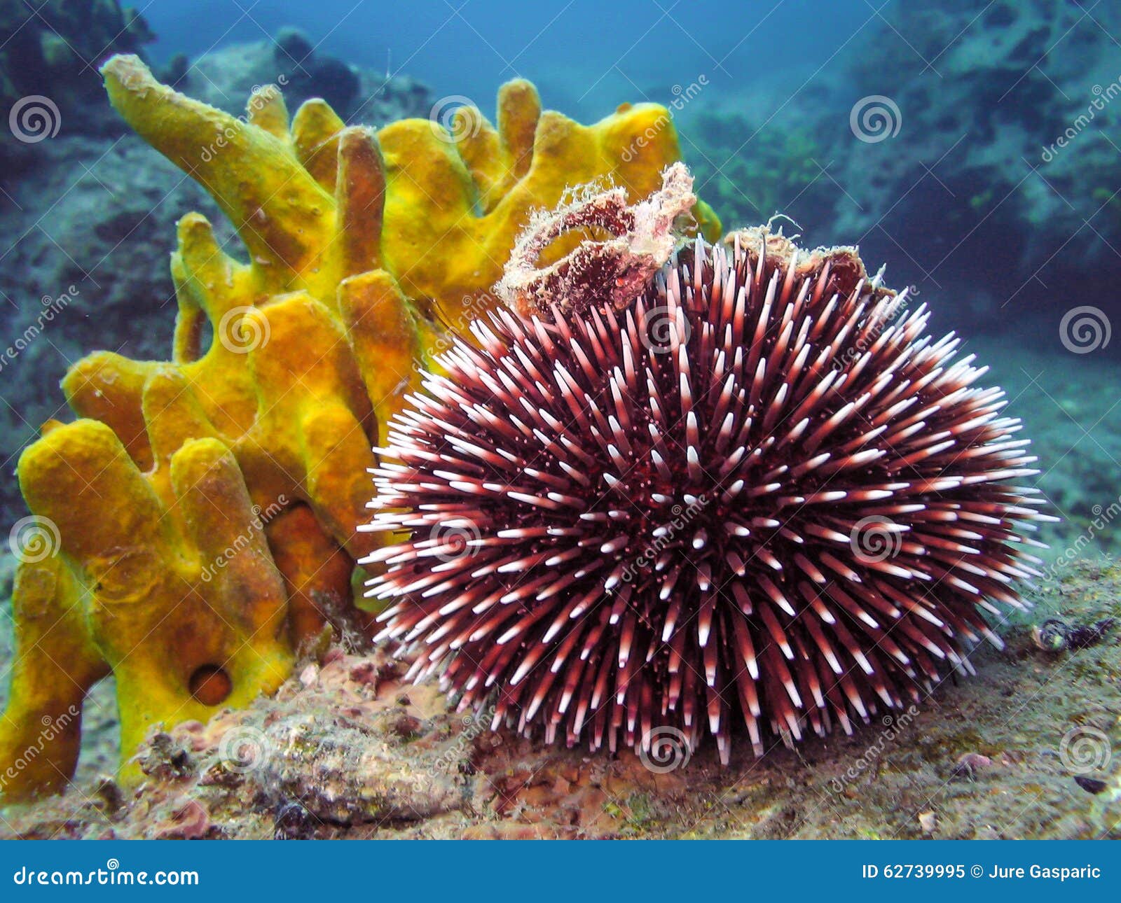 Photo Sous-marine D'oursin Pourpre Image stock - Image du marin, fermer ...